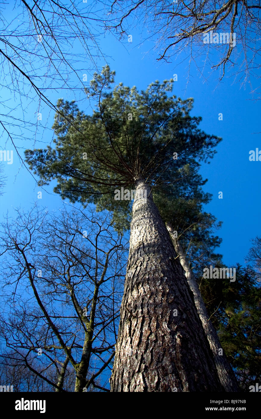 Tall tree with green leaves hi-res stock photography and images - Alamy