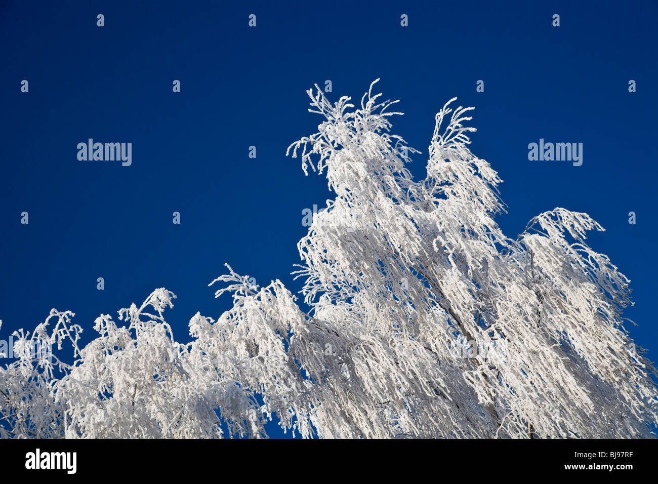 White frosted tree in December Stock Photo - Alamy