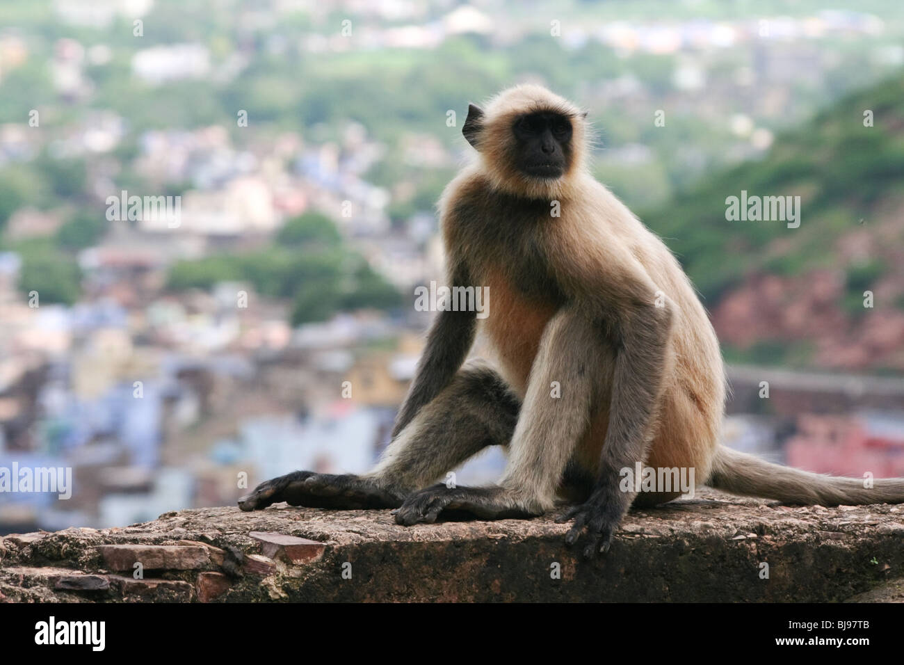 Bundi India Langur Monkey Primates Rajasthan Stock Photo - Alamy