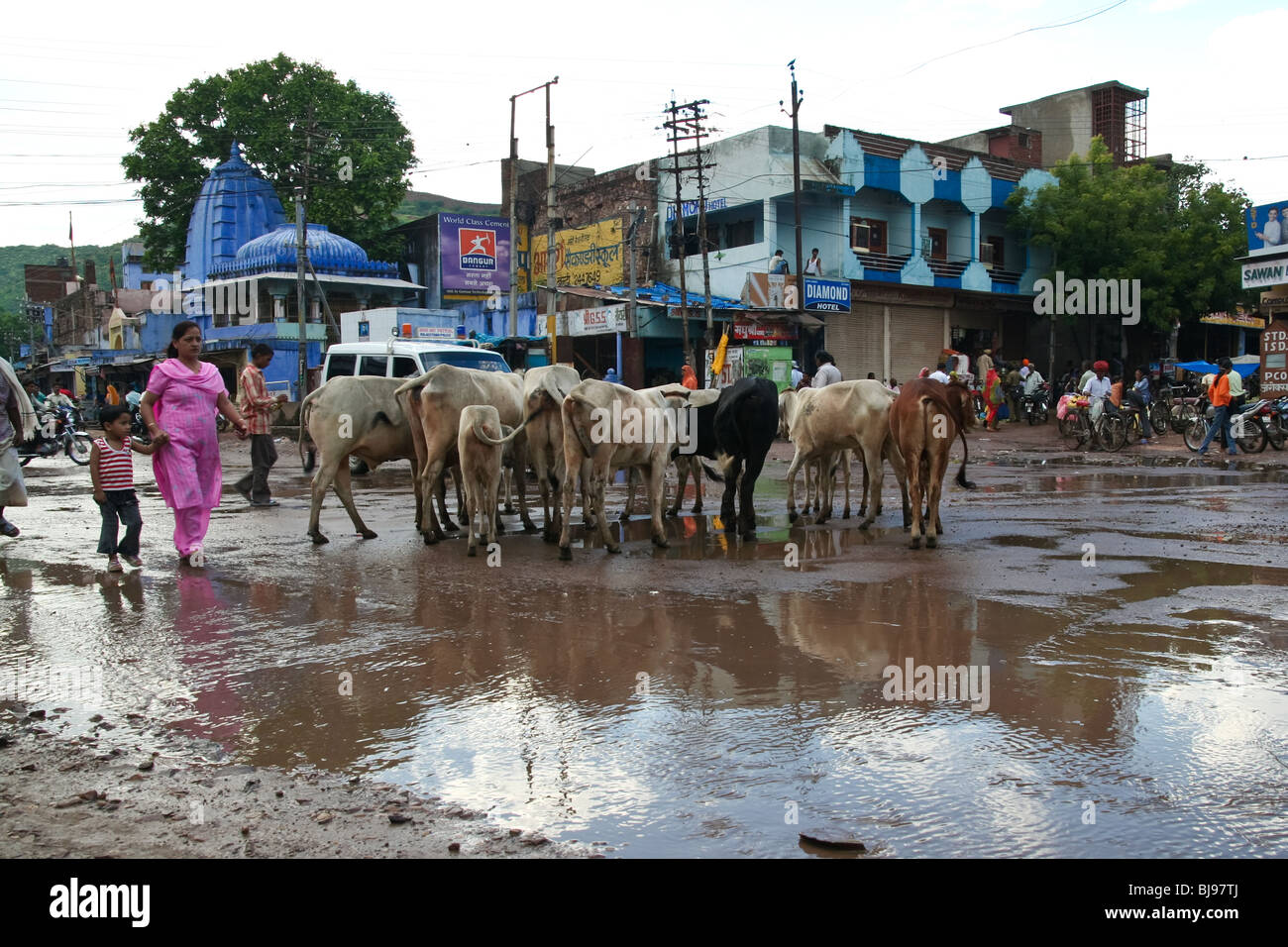 Bundi Cattle Farming India Livestock Rajasthan Stock Photo - Alamy