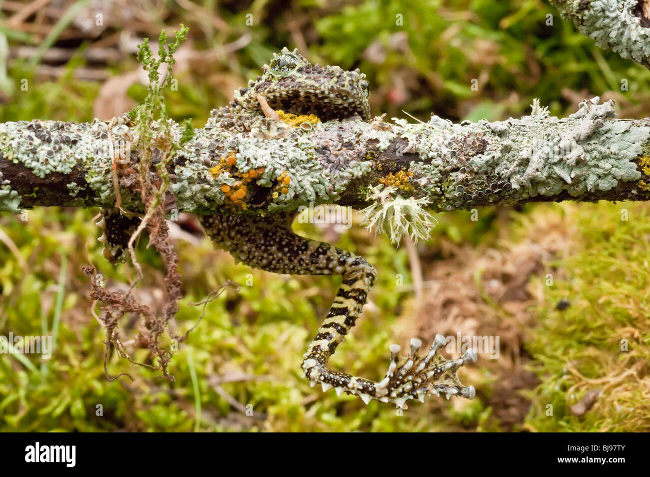 Vietnamese moss frog hi-res stock photography and images - Alamy