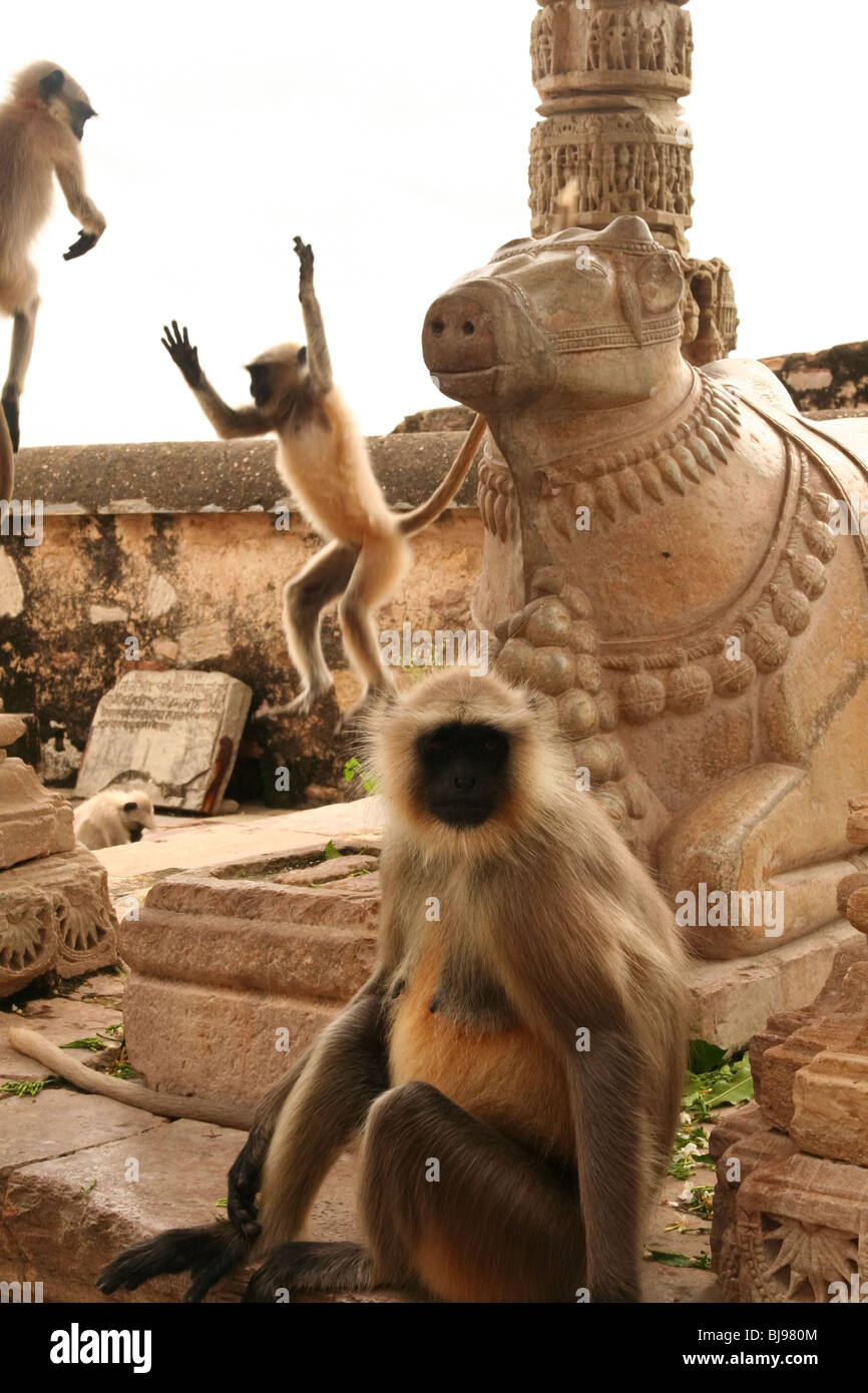 Chittorgarh monkey hi-res stock photography and images - Alamy