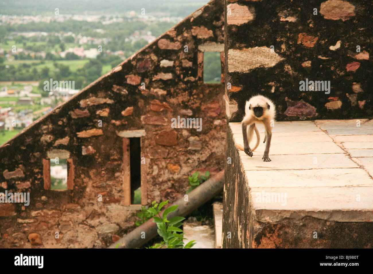Chittorgarh India Langur Monkey Primates Rajasthan Stock Photo - Alamy