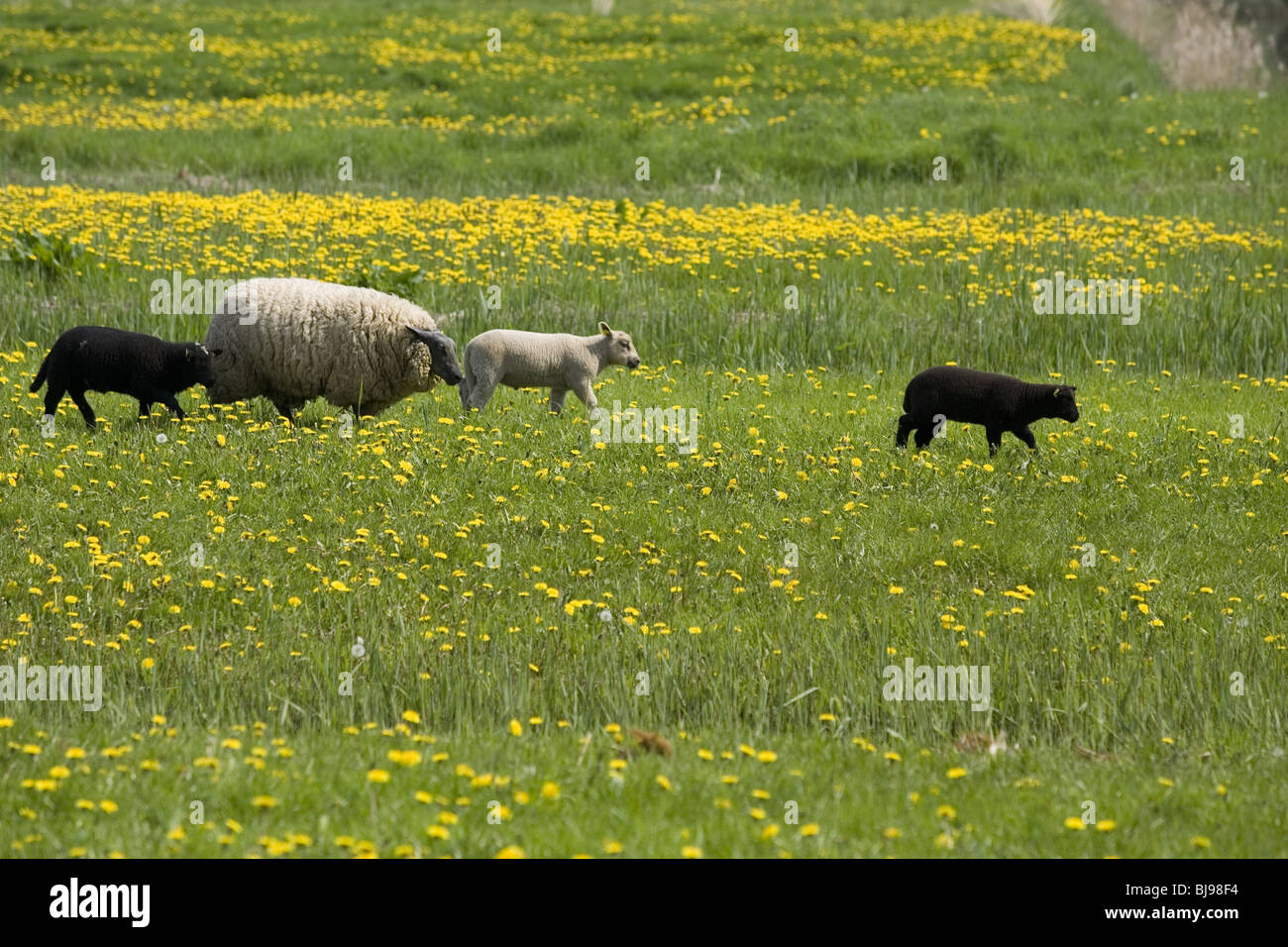 White sheep with black sheep hi-res stock photography and images - Alamy