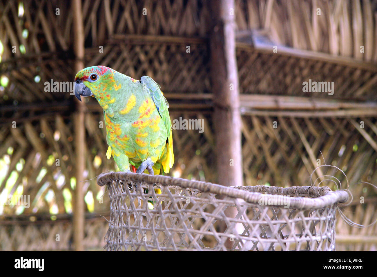 Amazonian green parrot on top of a vine basket Stock Photo - Alamy