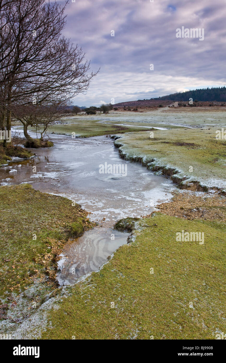 Brook new forest hi-res stock photography and images - Alamy