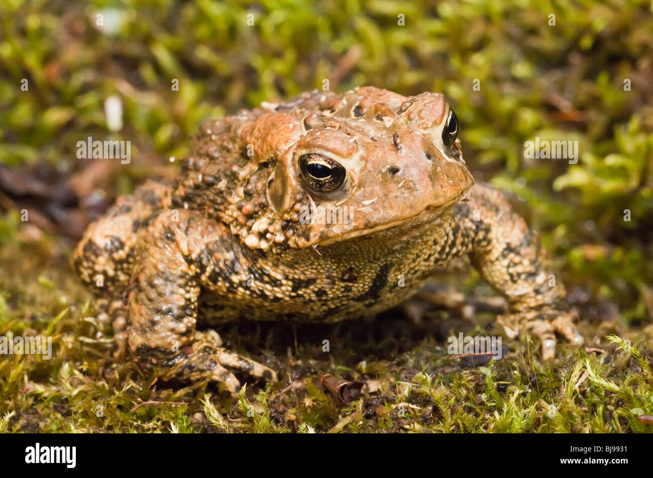 American toad bufo americanus native hi-res stock photography and ...