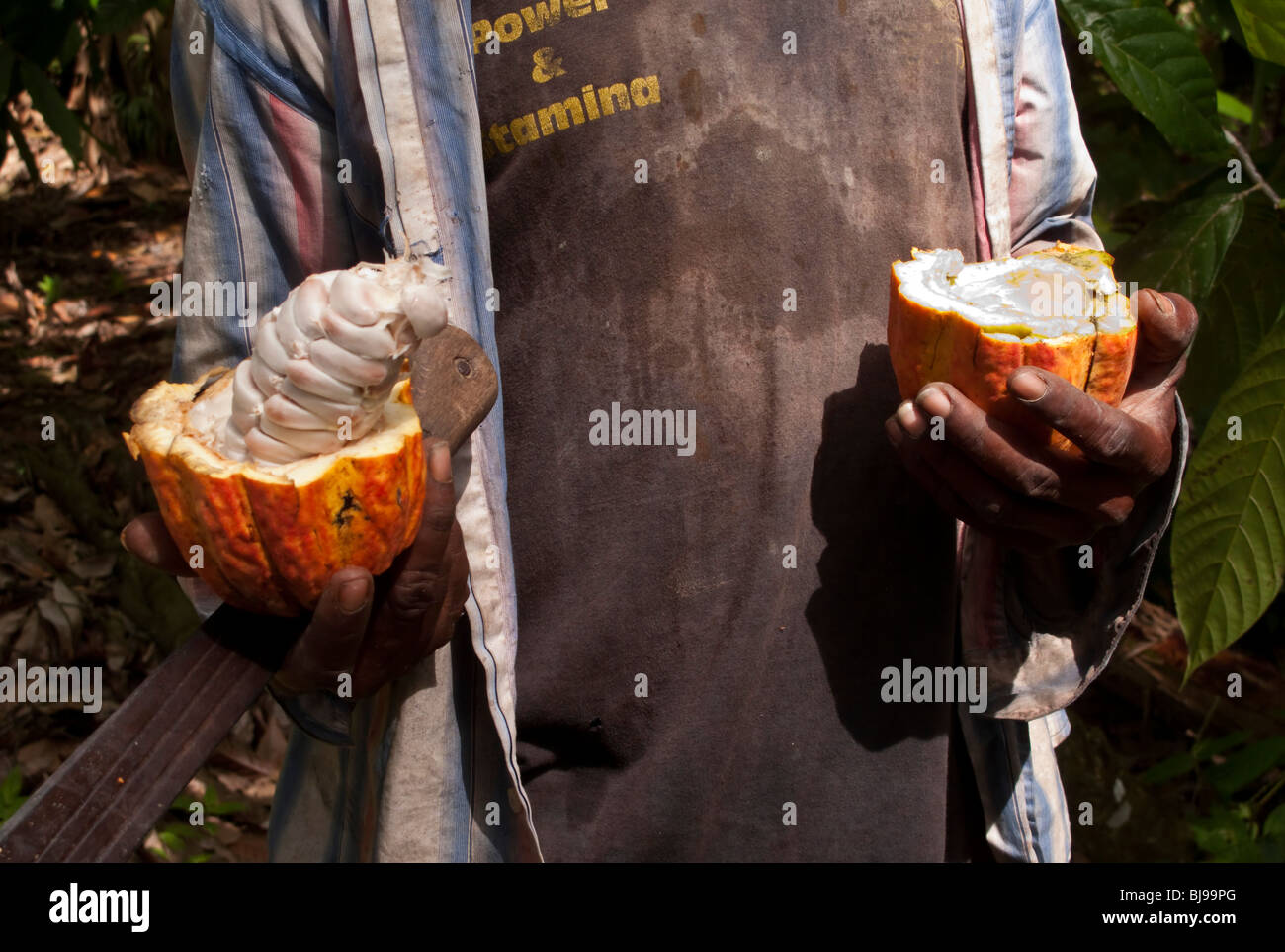 A cocoa pod cut open and held by a plantation worker showing the cocoa ...