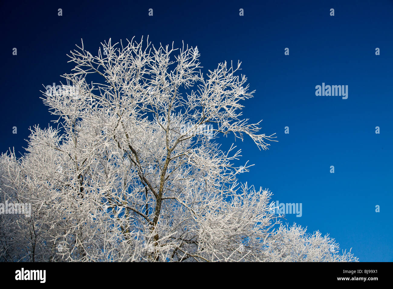 White frosted tree in December Stock Photo - Alamy