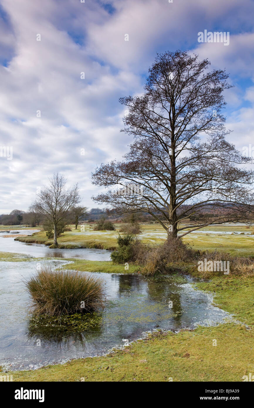 Latchmore brook new forest hi-res stock photography and images - Alamy