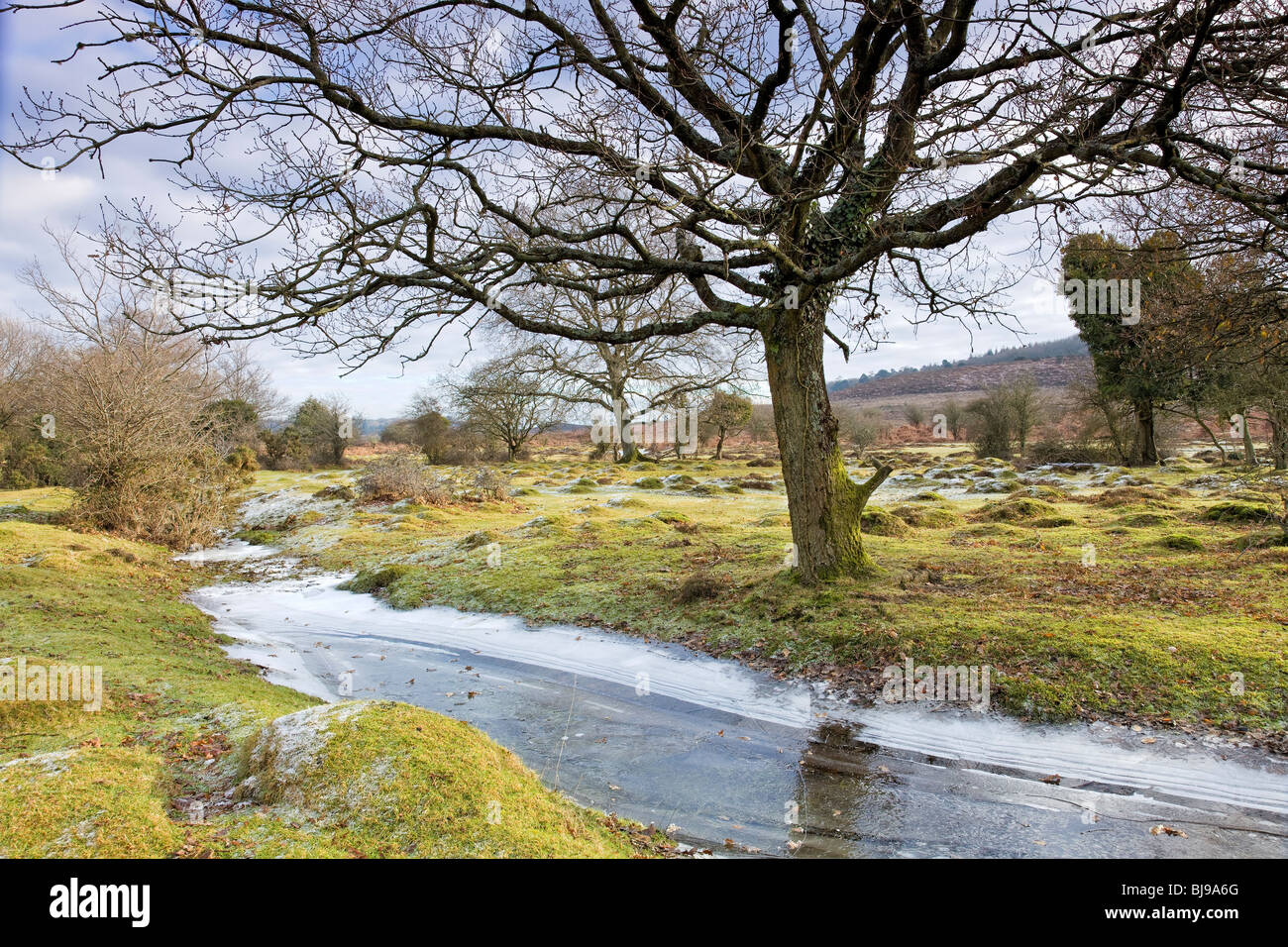 Latchmore brook new forest hi-res stock photography and images - Alamy