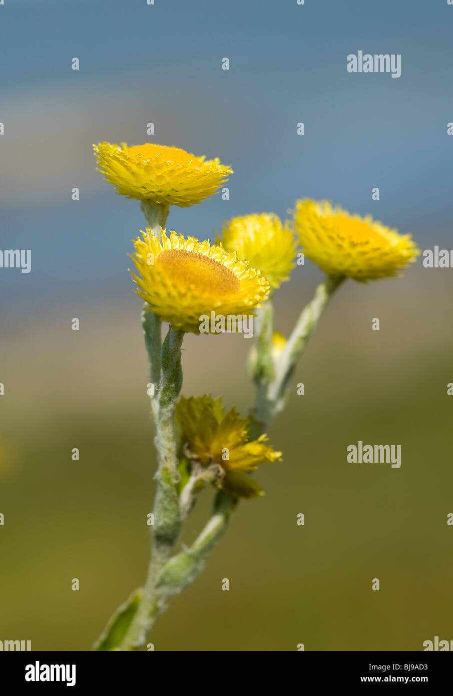 Yellow Everlasting (Helichrysum decorum) flower heads. iSimangaliso ...