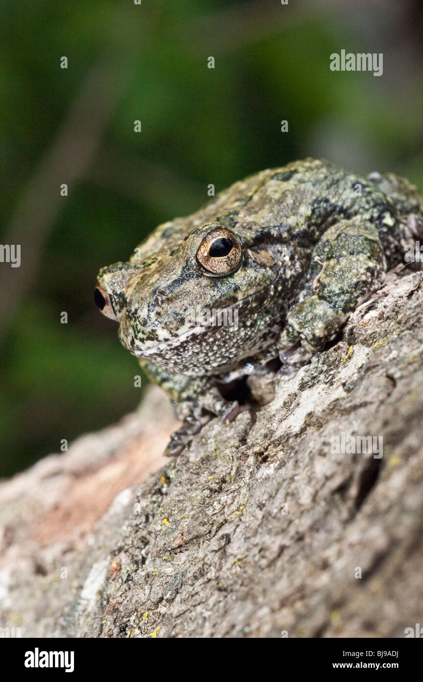 Copes grey tree frog hi-res stock photography and images - Alamy