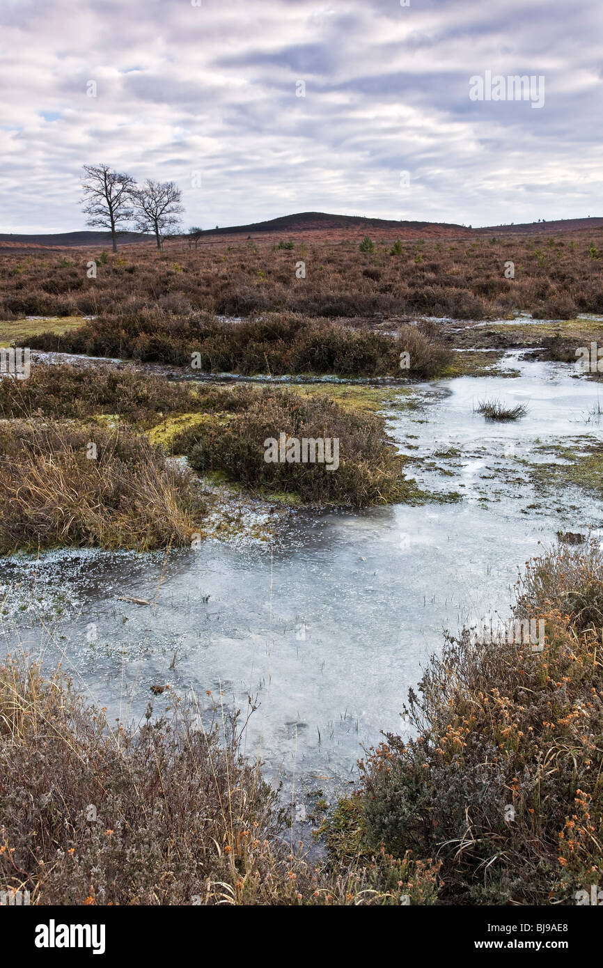 New forest winter hi-res stock photography and images - Alamy