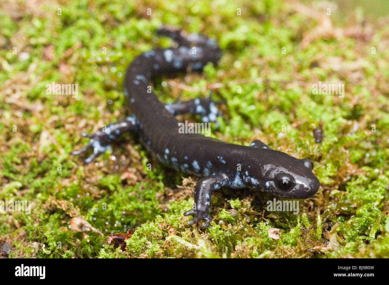 The Blue-spotted salamander, Ambystoma laterale, native to the Great ...