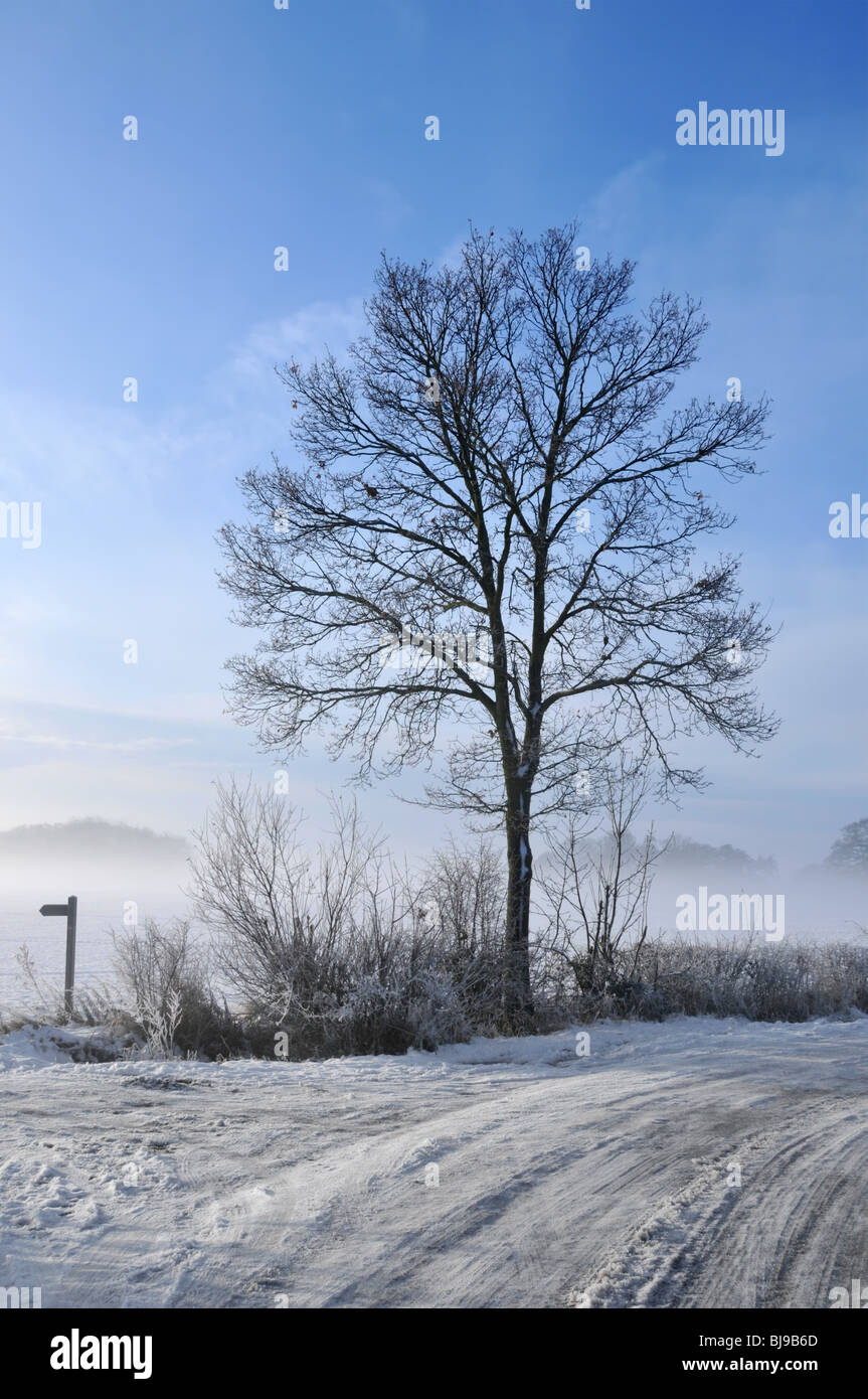Oak tree lane hi-res stock photography and images - Alamy