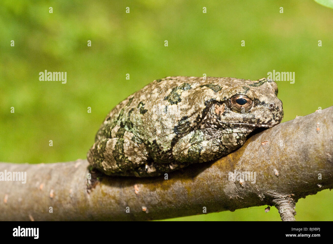 Cope's grey tree frog, Hyla chrysoscelis, native the to United States ...