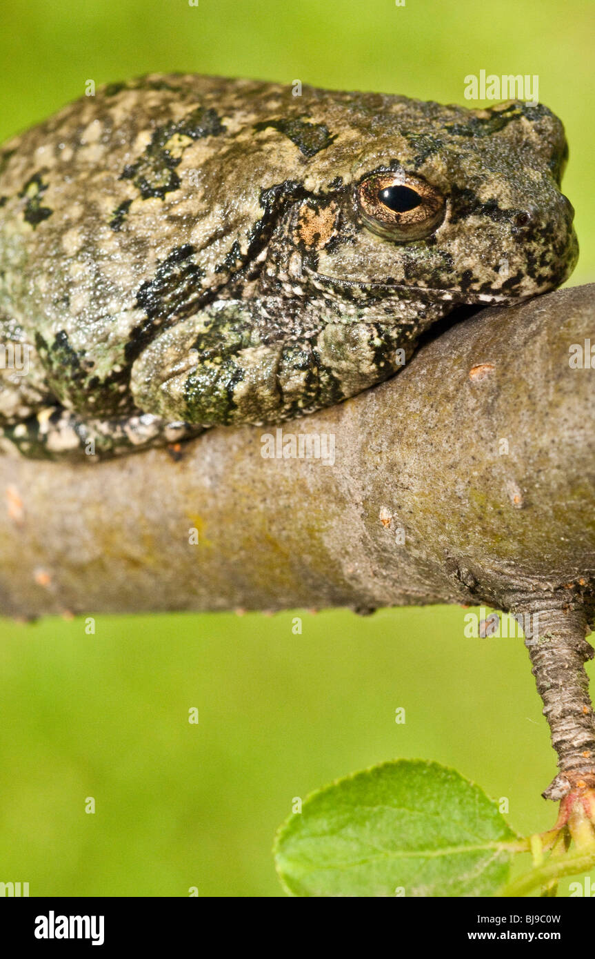 Cope's grey tree frog, Hyla chrysoscelis, native the to United States ...