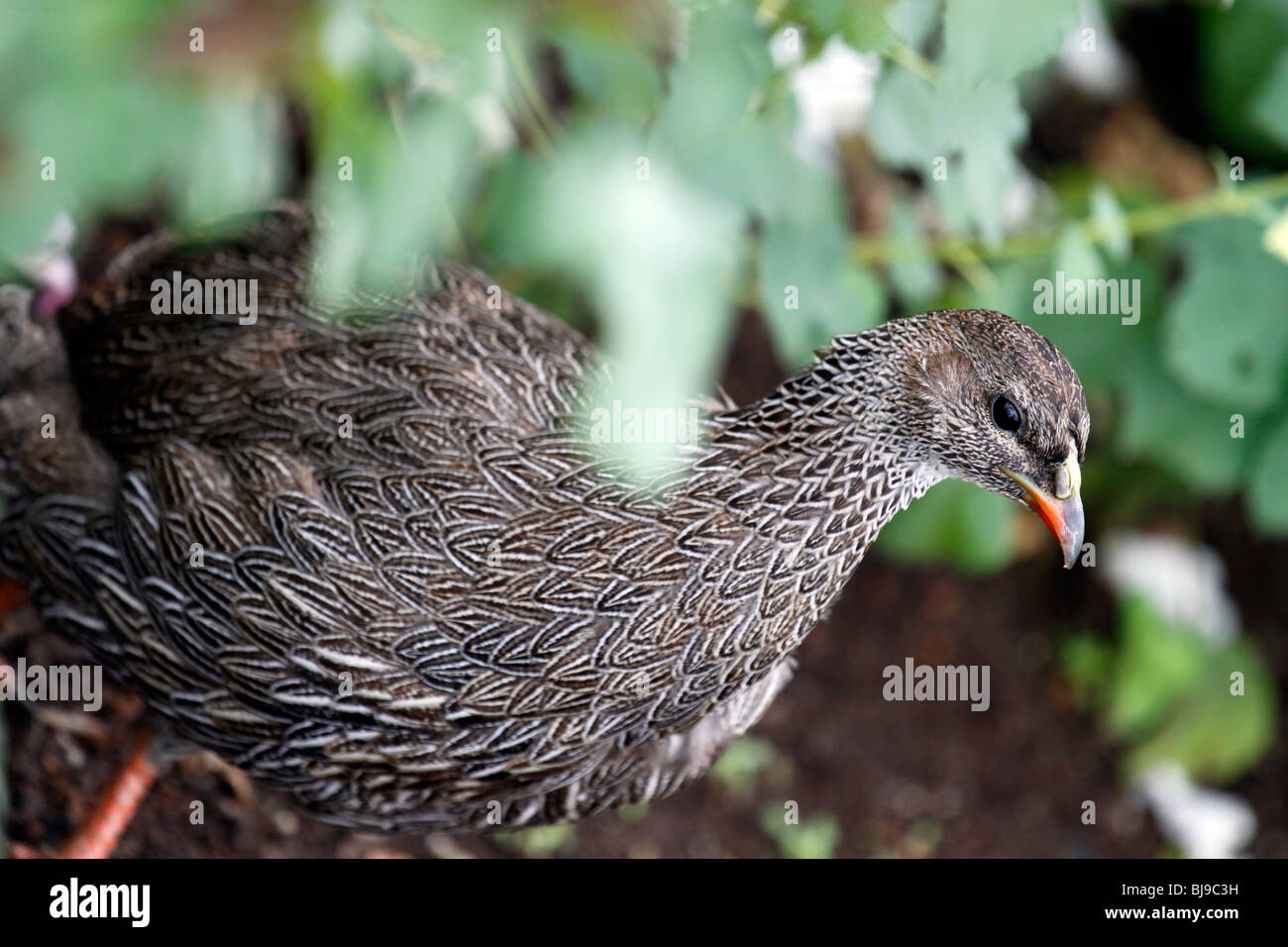 Cape Spurfowl, (Pternistis capensis,) also known as Cape francolin, in ...
