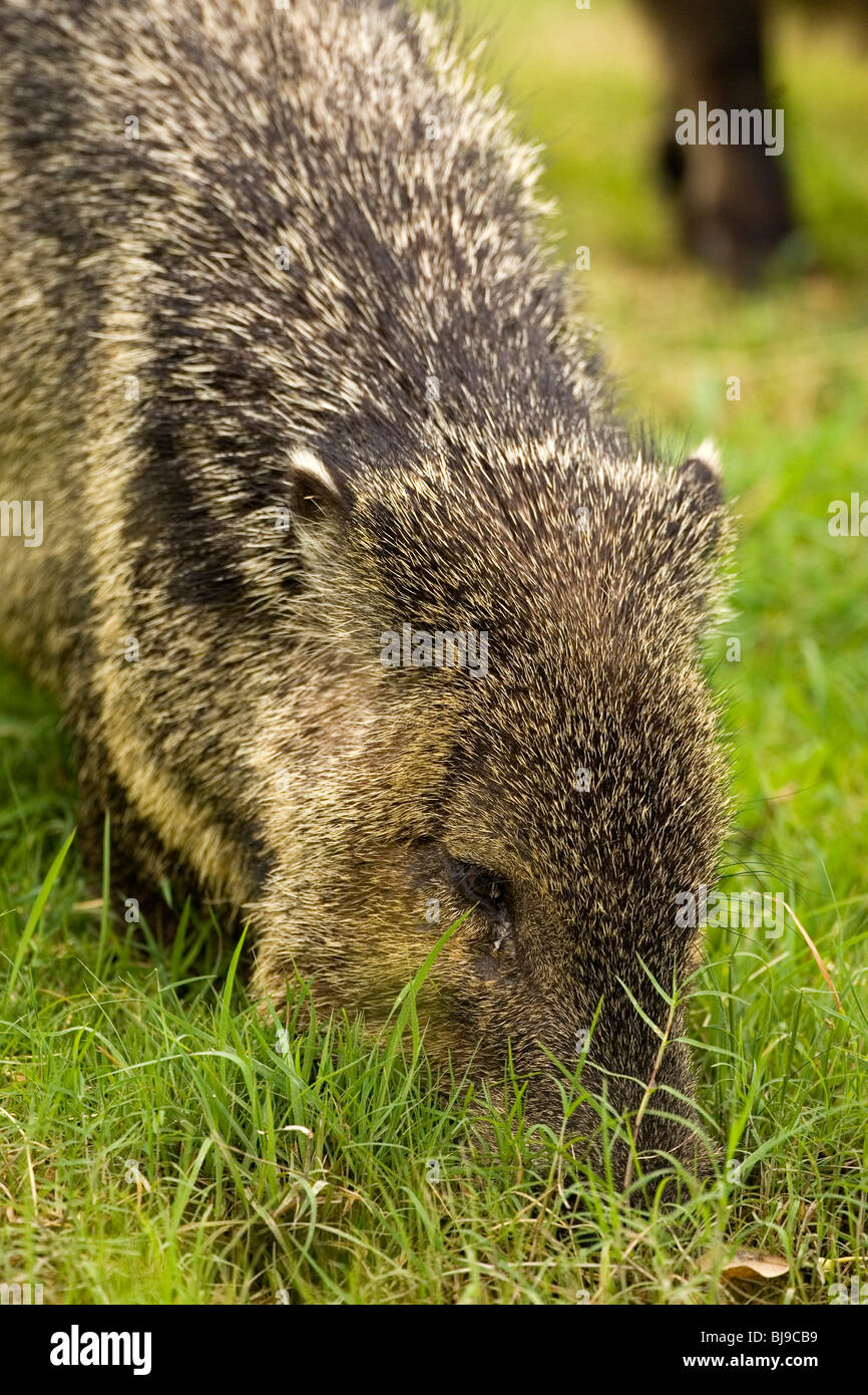Javalina hi-res stock photography and images - Alamy