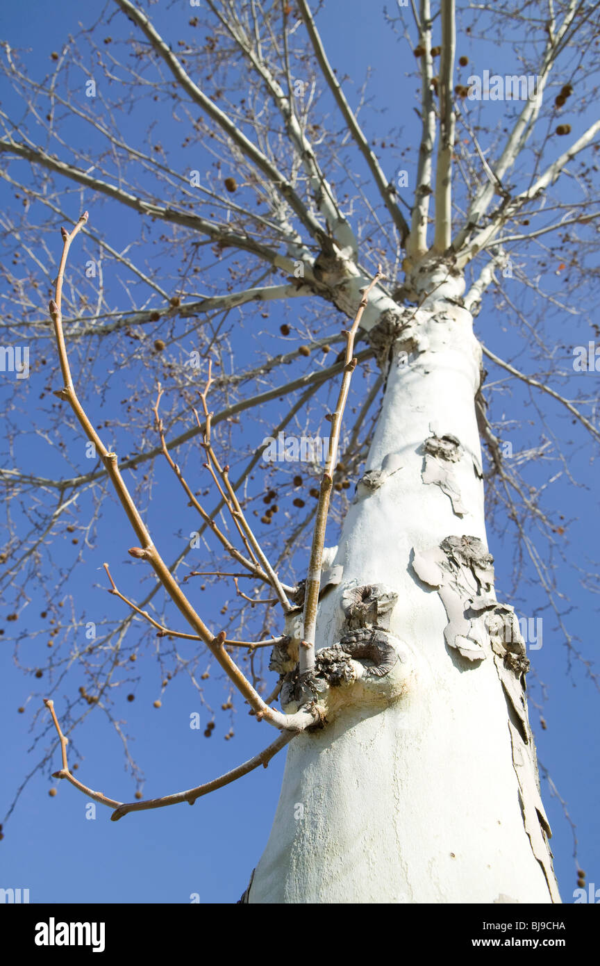 Tree blue hi-res stock photography and images - Alamy
