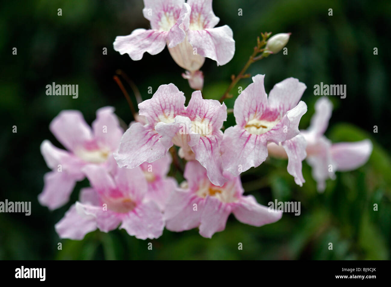 Pink flowering hedge at Kirstenbosch Botanical Gardens Stock Photo - Alamy