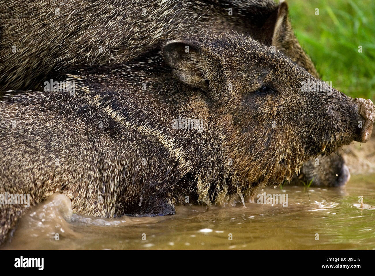 Javalina hi-res stock photography and images - Alamy