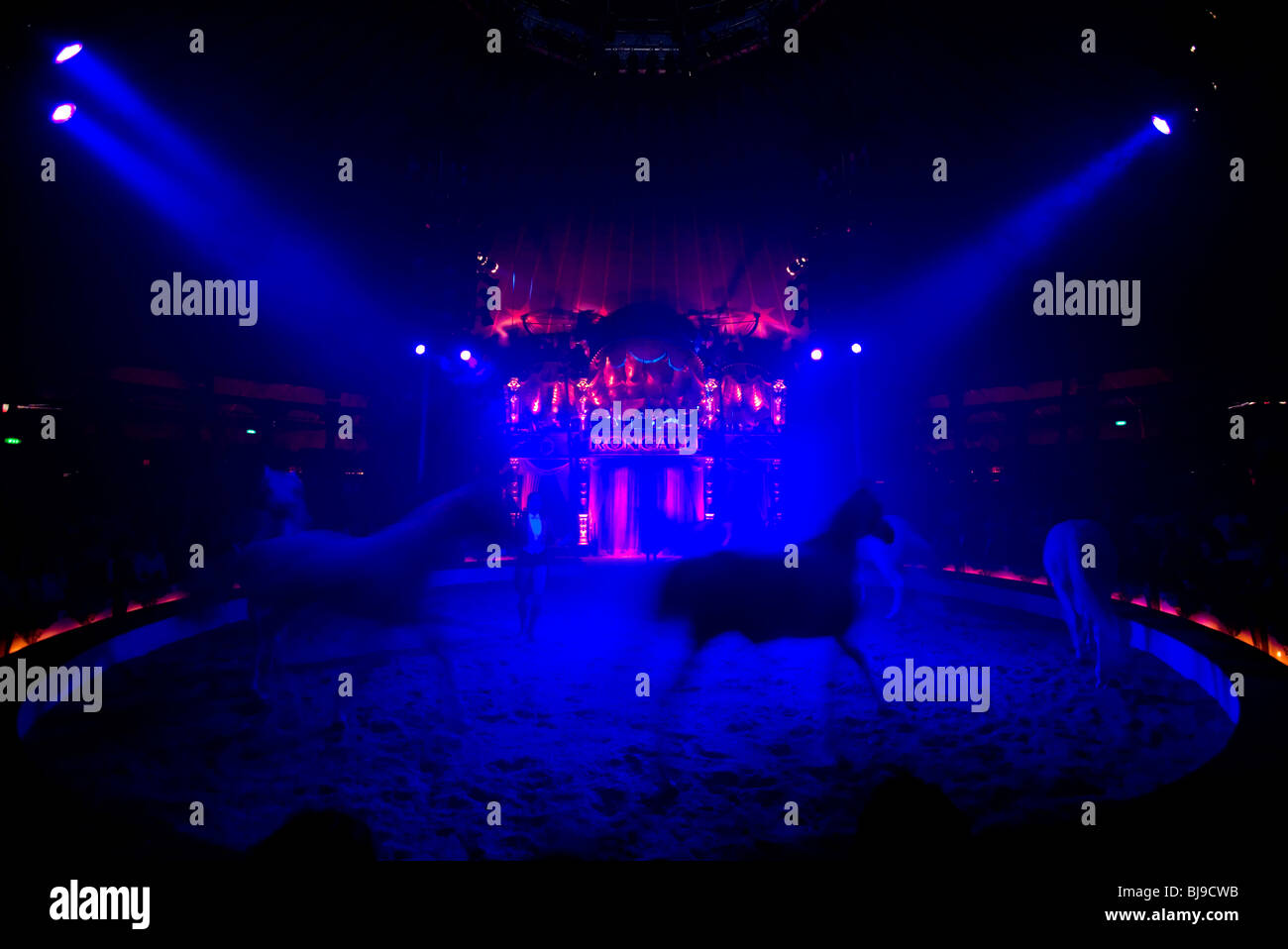 Performing horses at the Circus Roncalli. Munich Germany Stock Photo ...