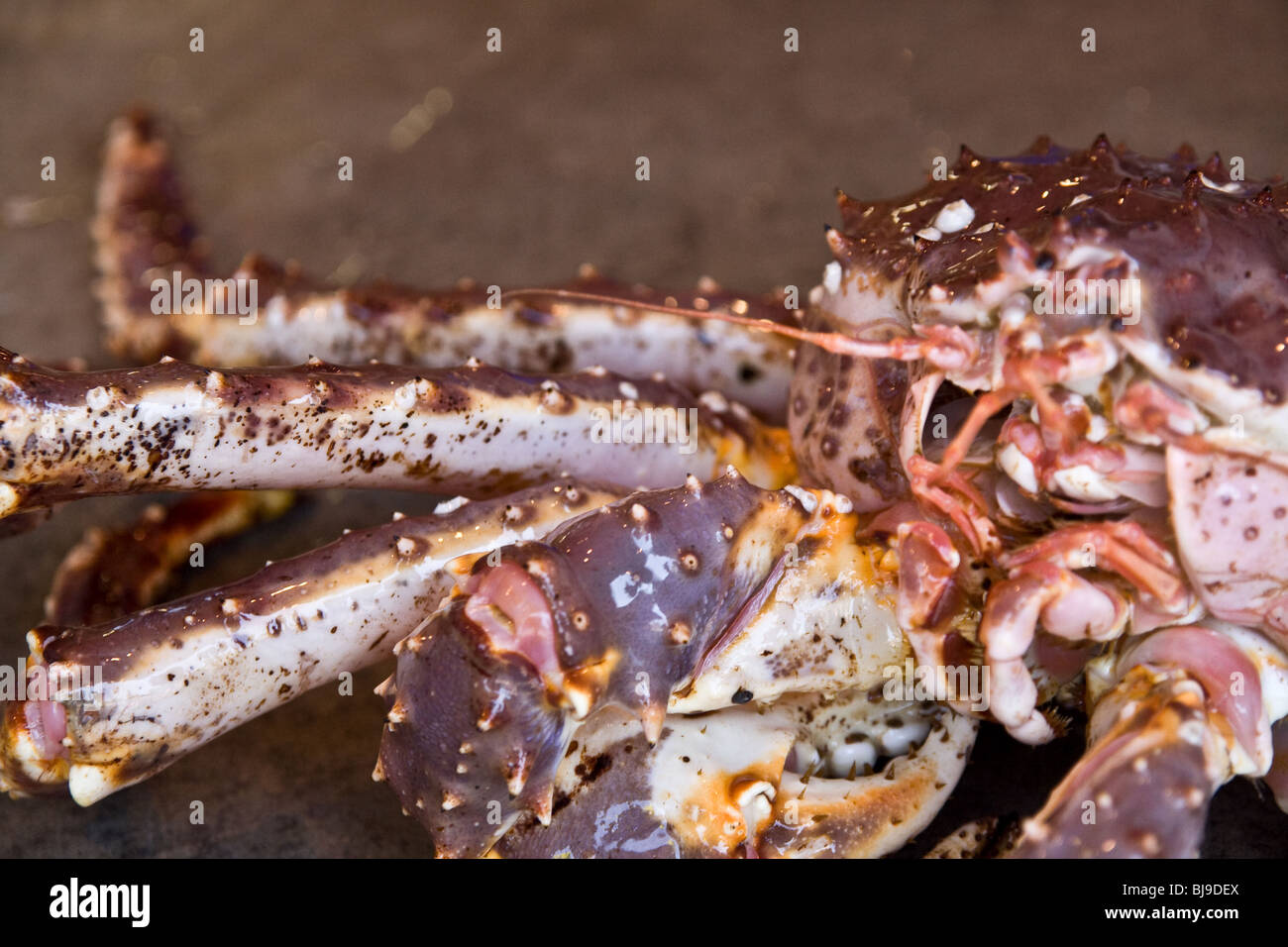 Aquatic Creatures Crabs Fish Hokkaido Japan Otaru Stock Photo - Alamy
