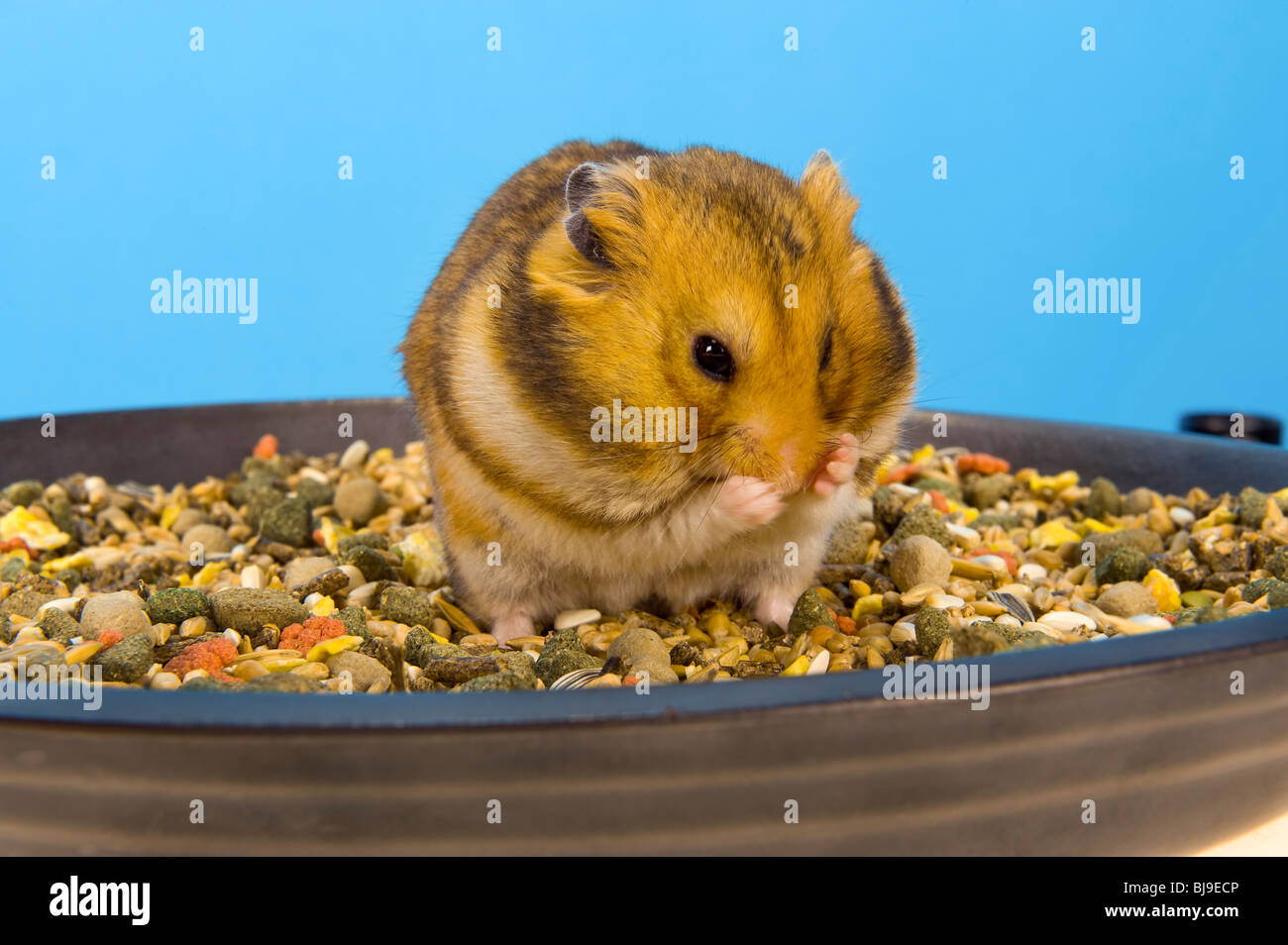 Hamster sitting in FOOD corn bowl brown Hamster blue background ...