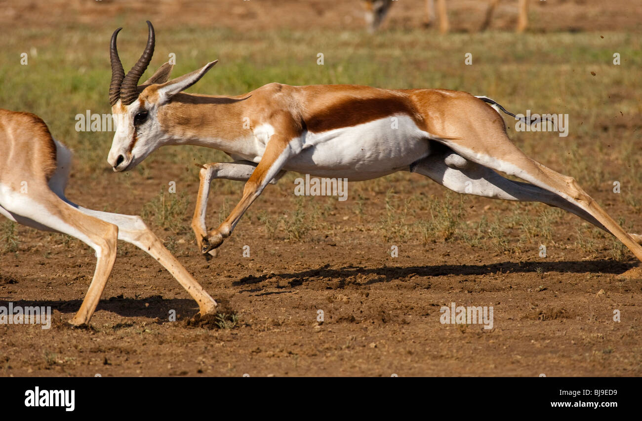Springbok hi-res stock photography and images - Alamy