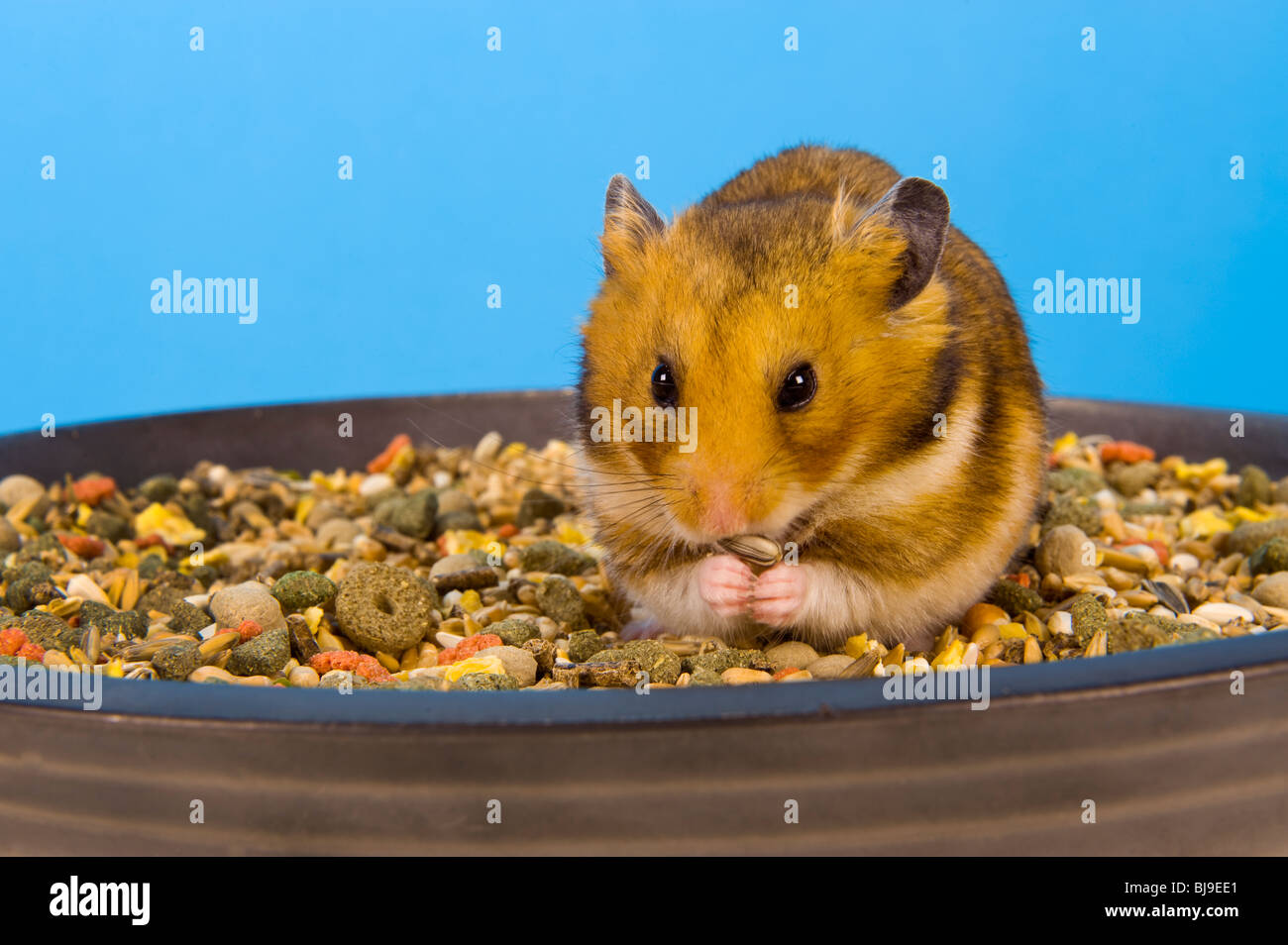 Hamster sitting in FOOD corn bowl brown Hamster blue background ...