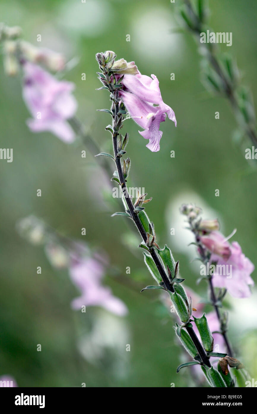 Mauve flower of wild foxglove, (Ceratotheca triloba) in Kirstenbosch ...