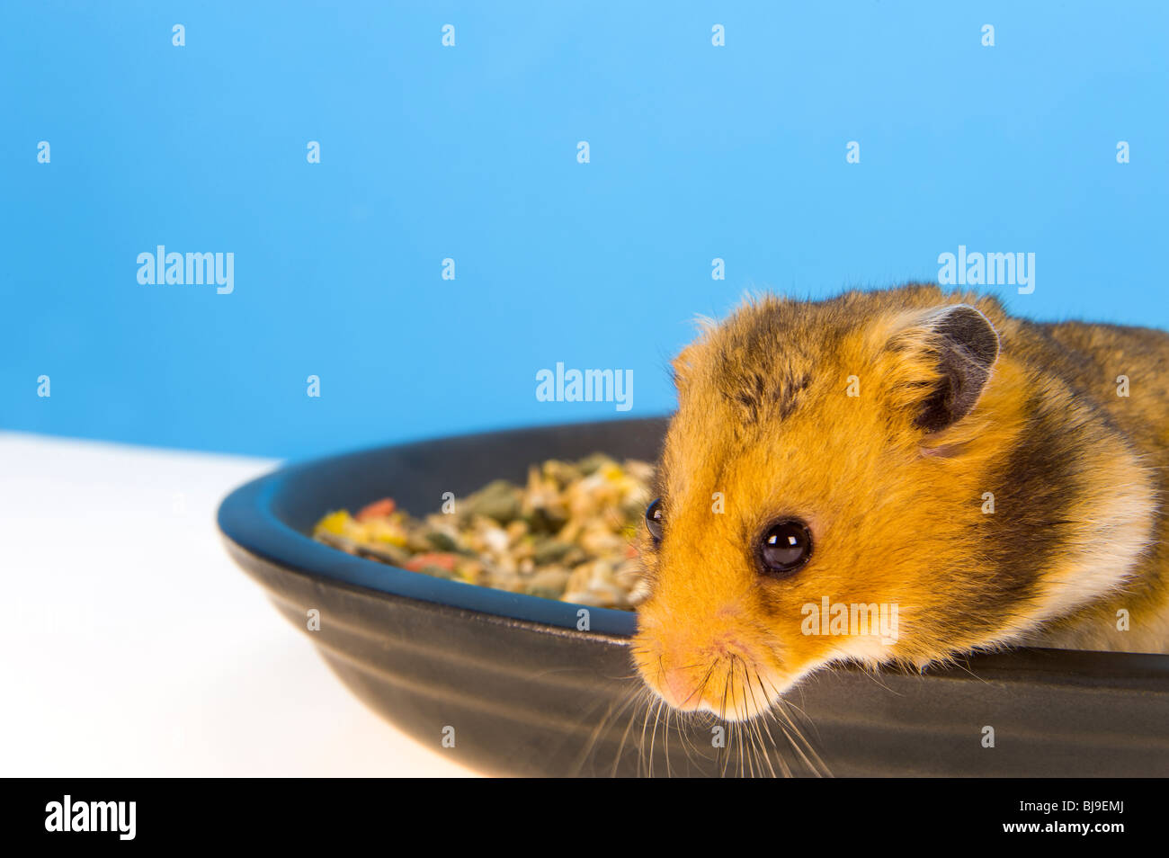 Hamster sitting in FOOD corn bowl brown Hamster blue background ...