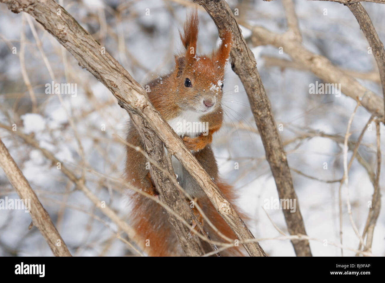 Red squirrel in winter background hi-res stock photography and images ...
