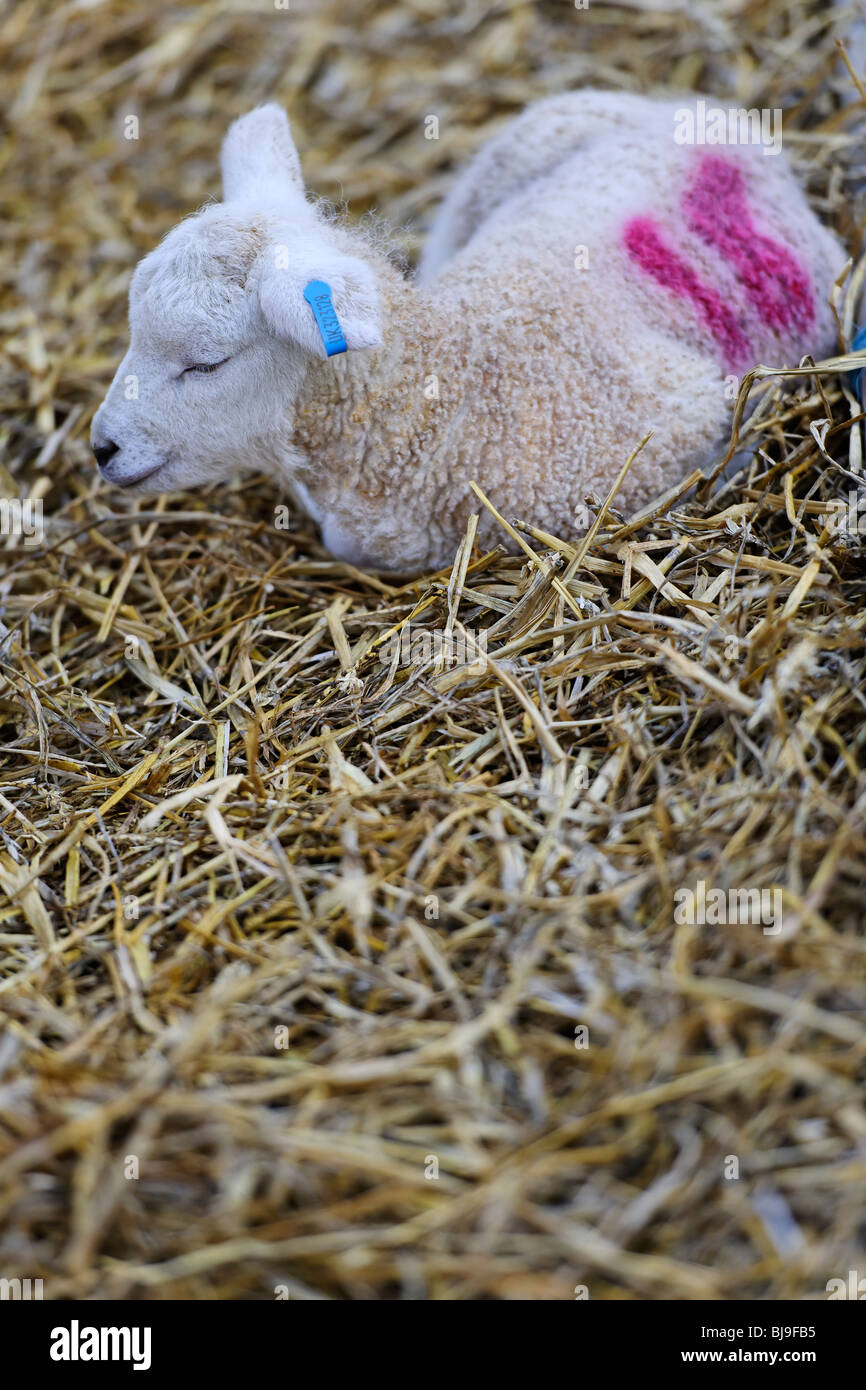 New Born Lamb Stock Photo - Alamy