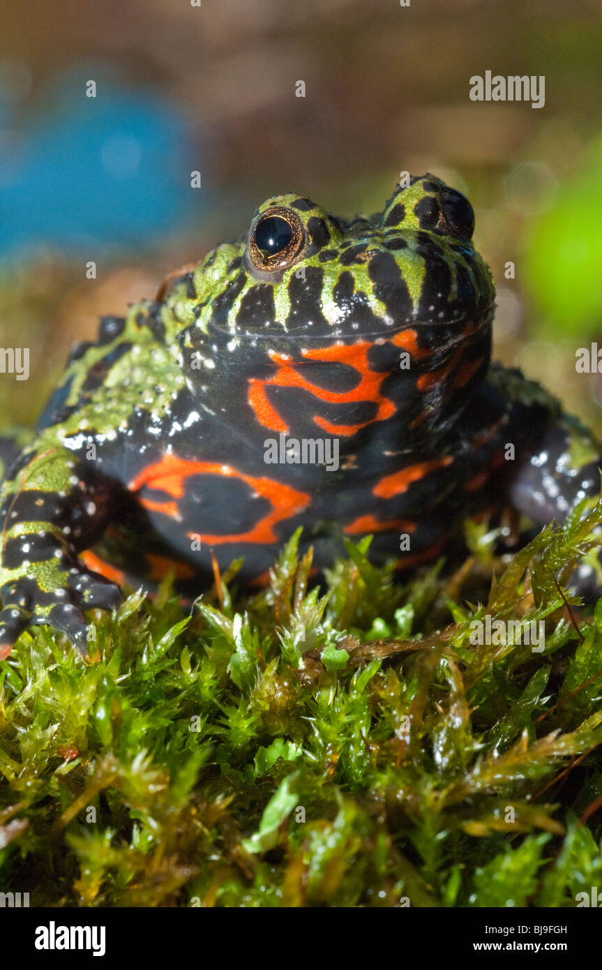 Fire bellied toad bombina orientalis hi-res stock photography and ...
