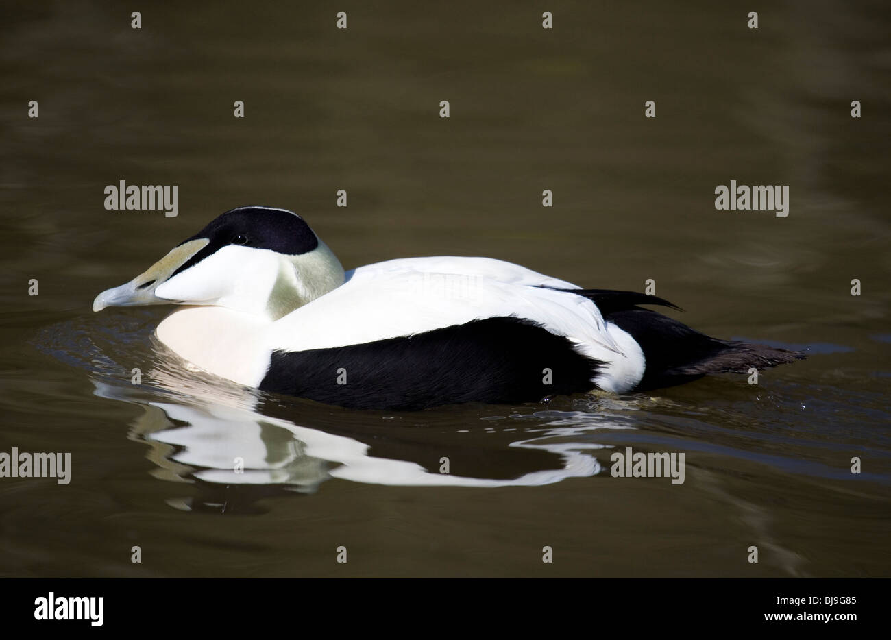Adult male eider hi-res stock photography and images - Alamy