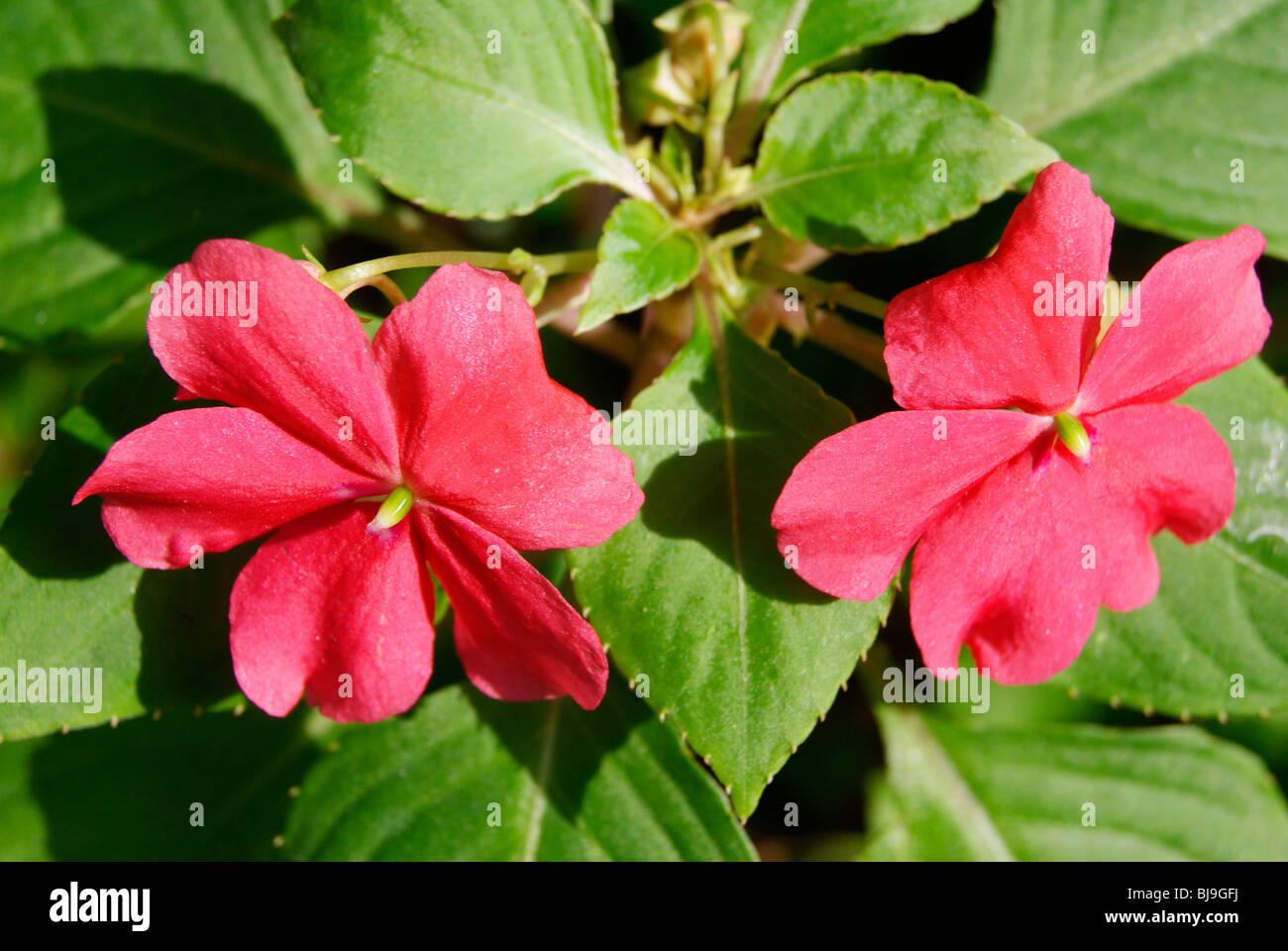 Two red flower hangs hi-res stock photography and images - Alamy