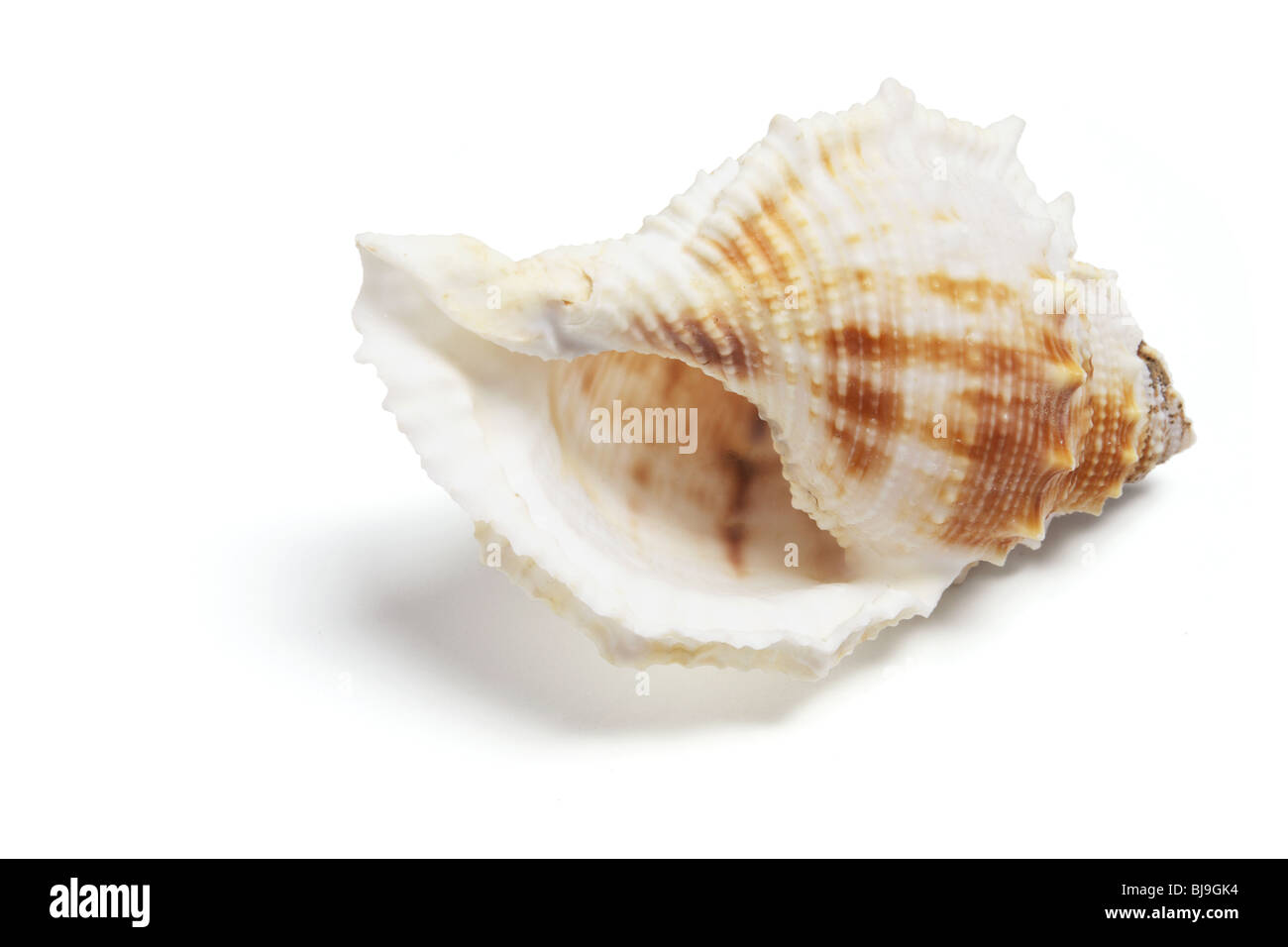 Conch shell hi-res stock photography and images - Alamy