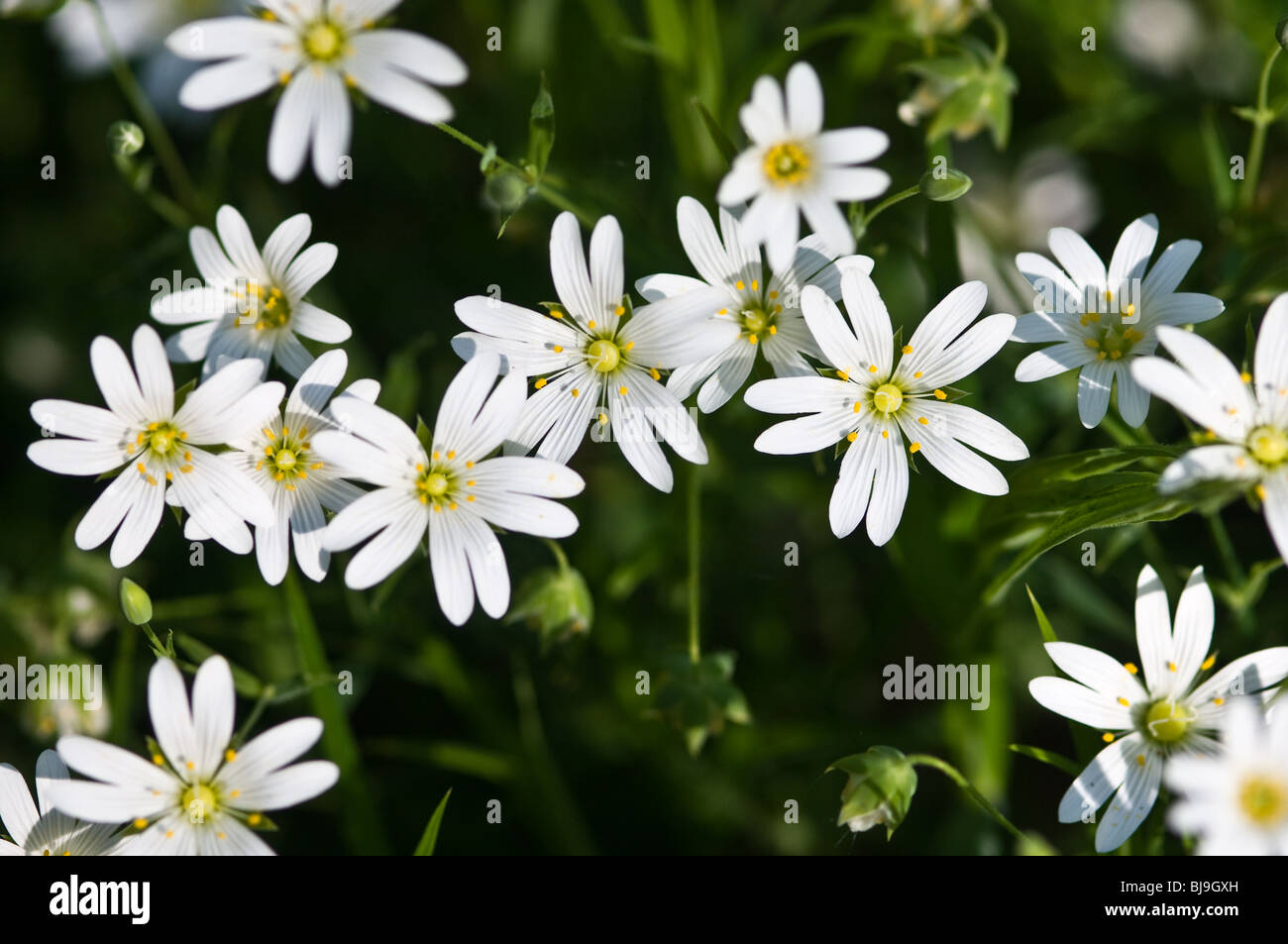 Greater Stitchwort flowers, blooming in spring. ( Stellaria holostea ...
