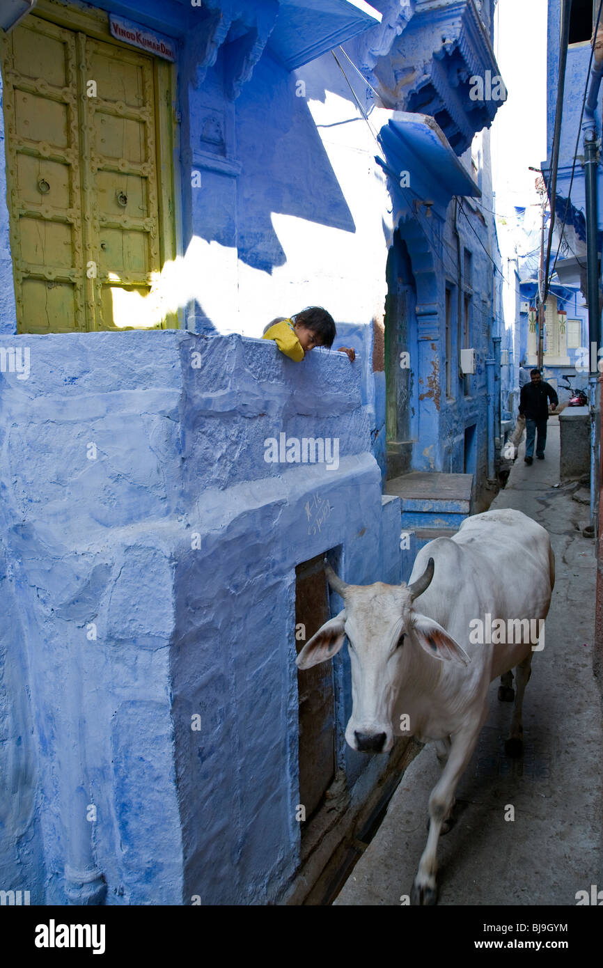 Blue cow of india hi-res stock photography and images - Alamy