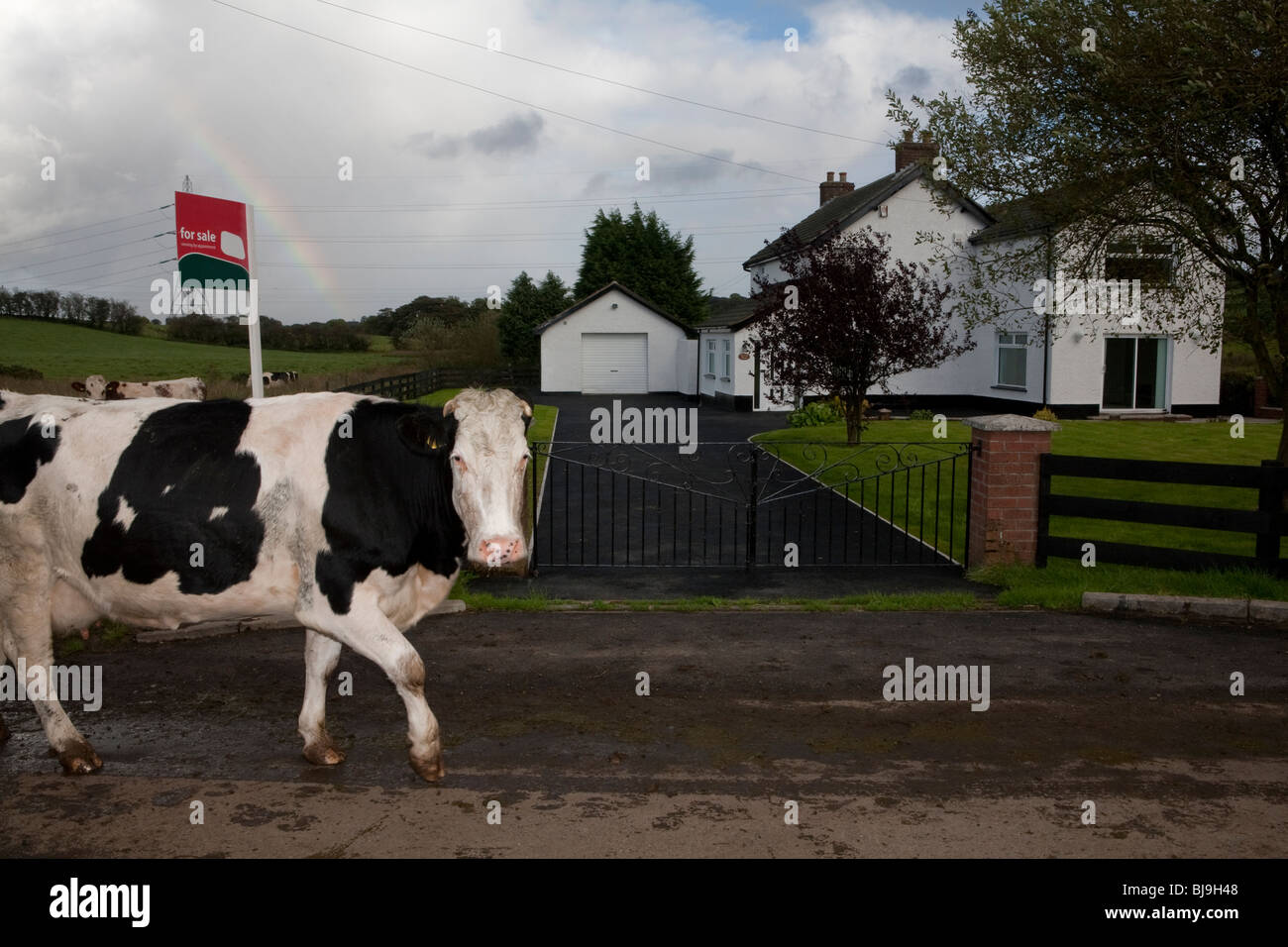 cow passing by house for sale, northern ireland Stock Photo - Alamy