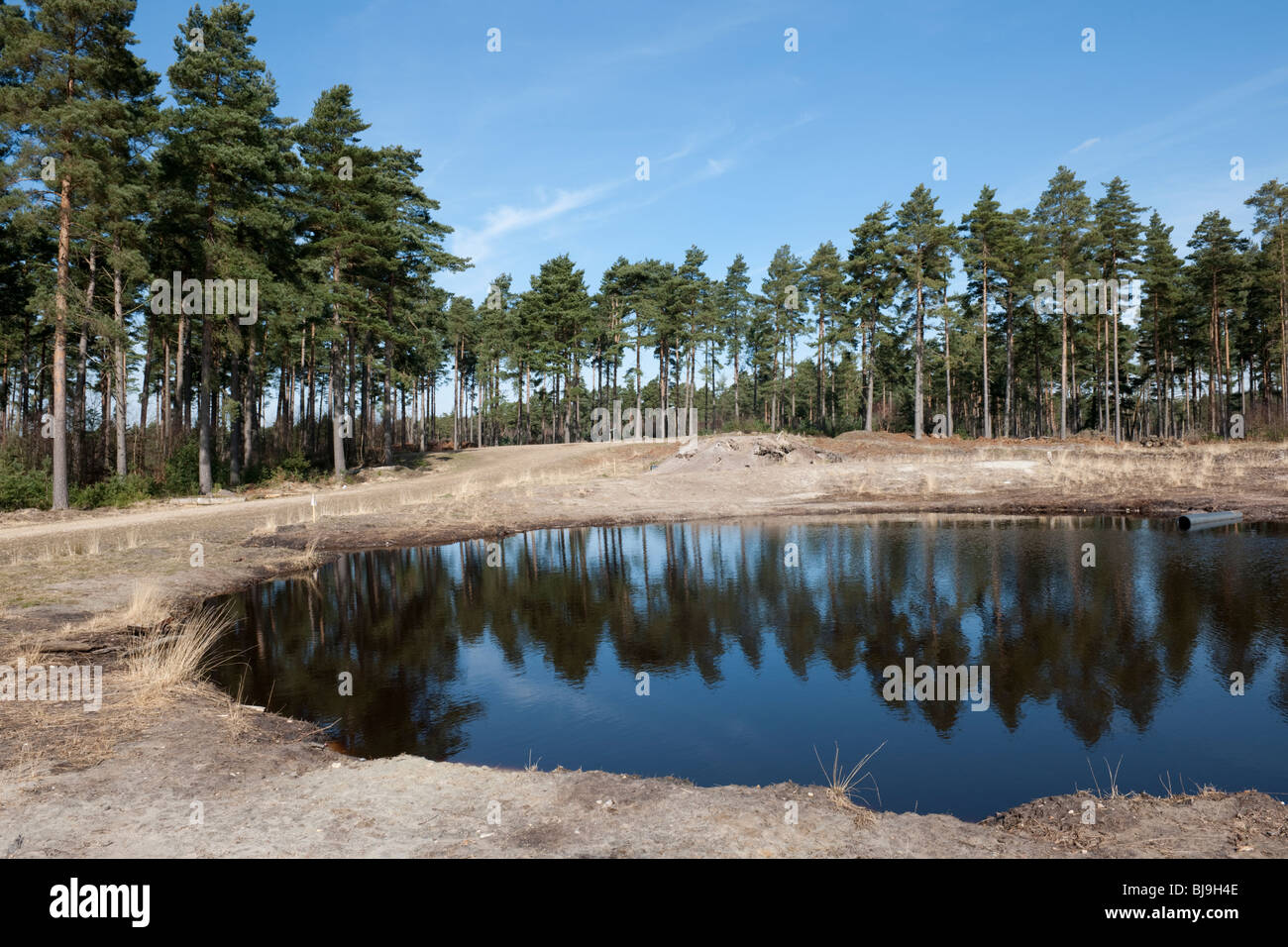 Forest pond hi-res stock photography and images - Alamy