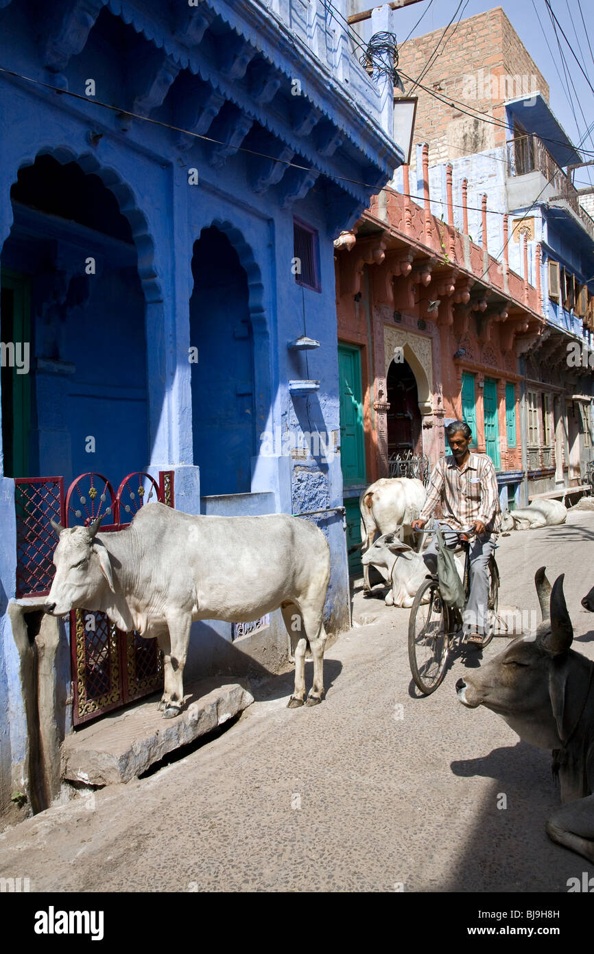 Sacred cows on the street. Jodhpur. Rajasthan. India Stock Photo - Alamy