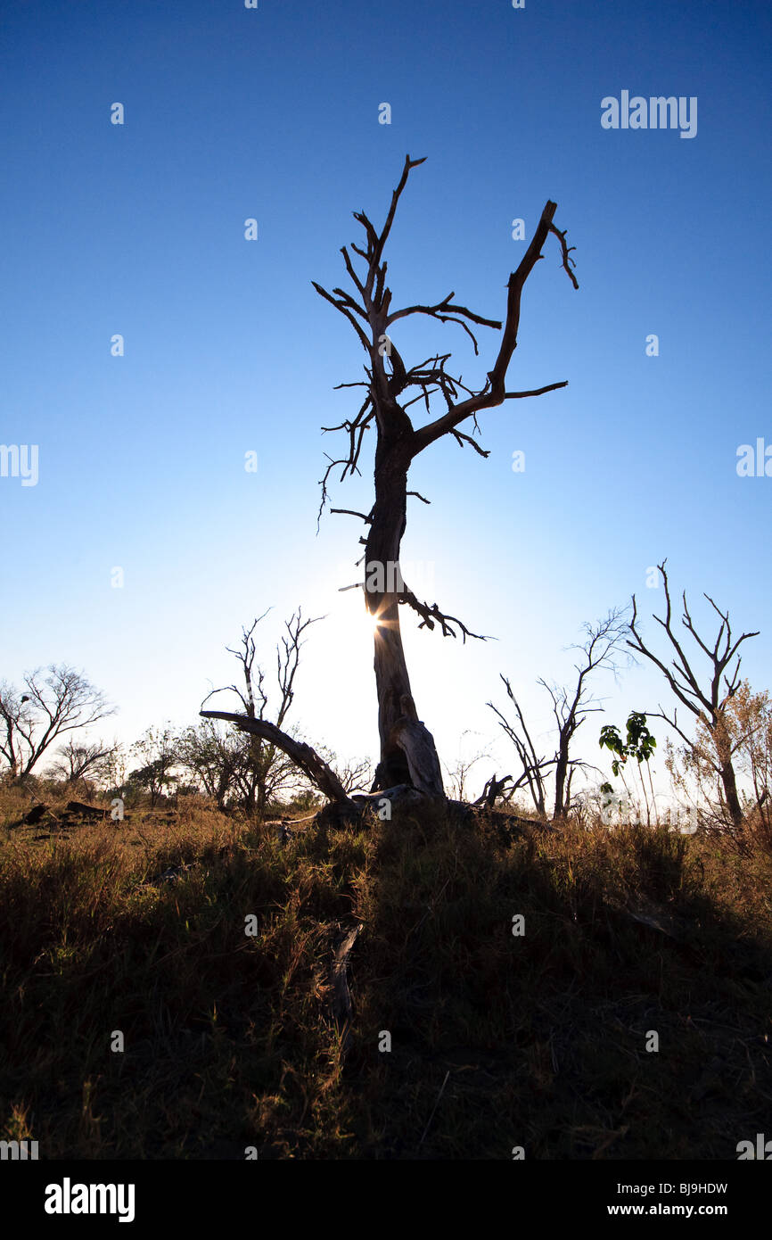 Seronga hi-res stock photography and images - Alamy