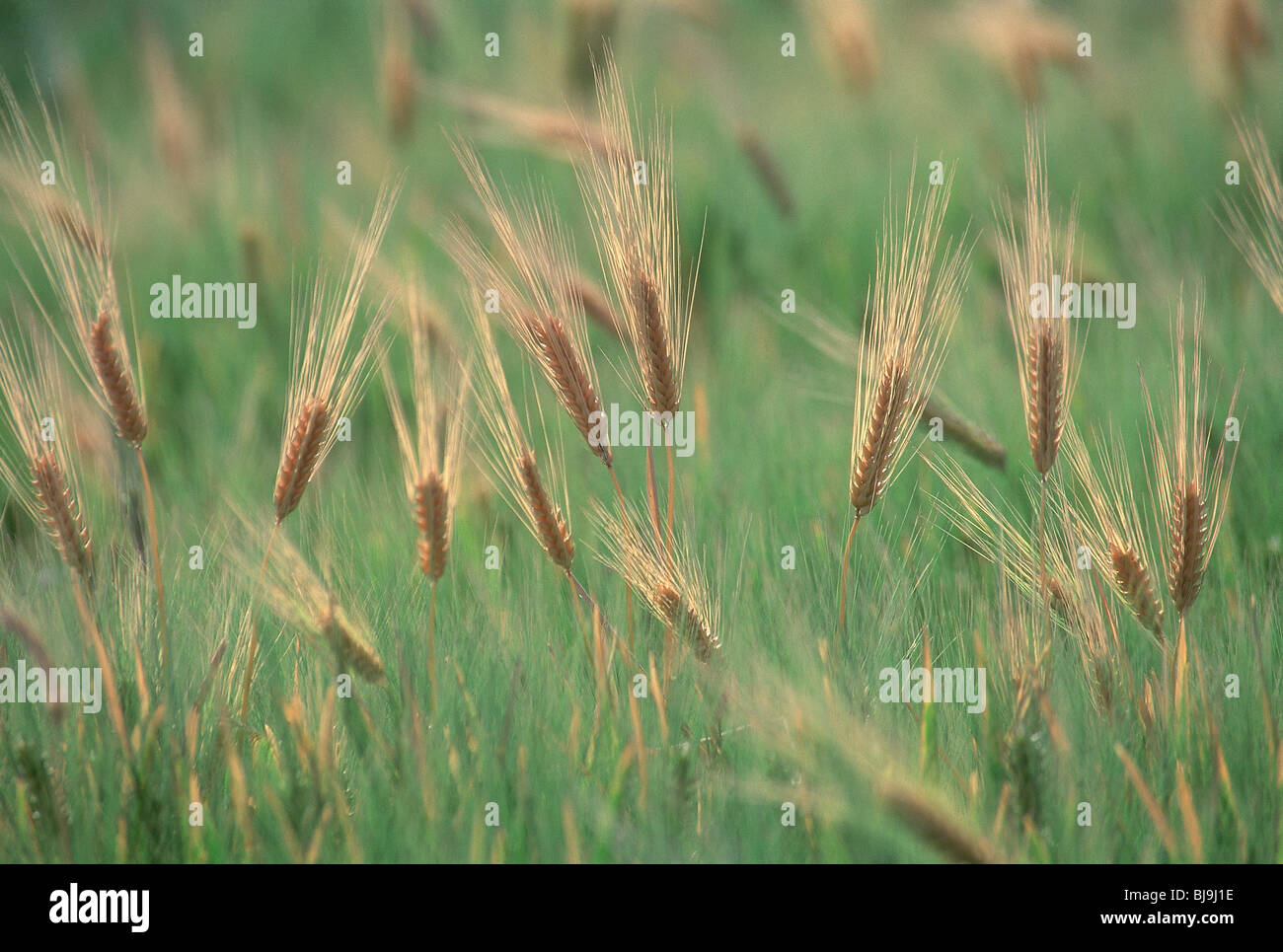 Wheat field in the Sonoran Desert, Arizona. Photograph Stock Photo - Alamy