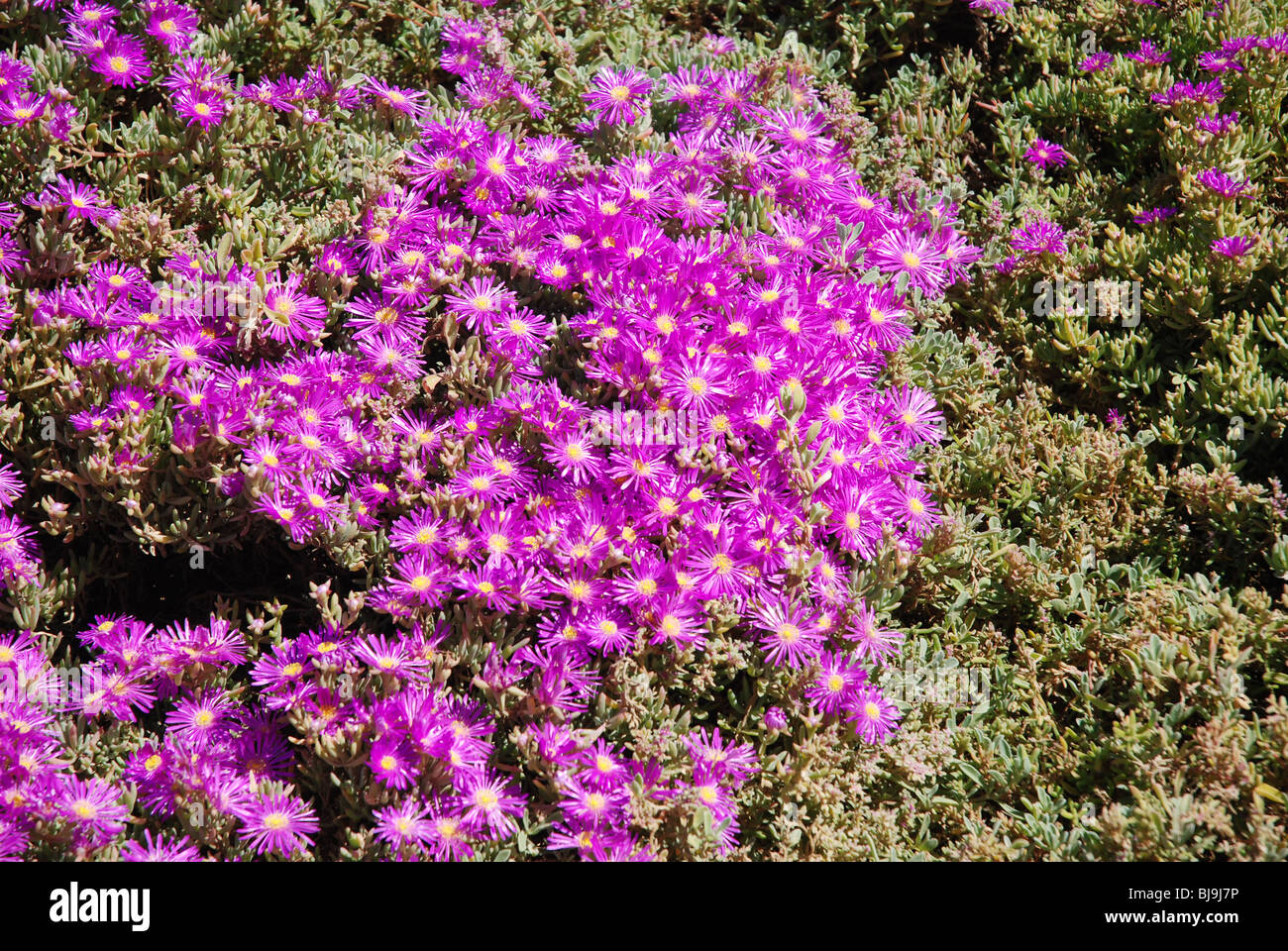 Pretty flowers on Saint Helena Island Stock Photo - Alamy