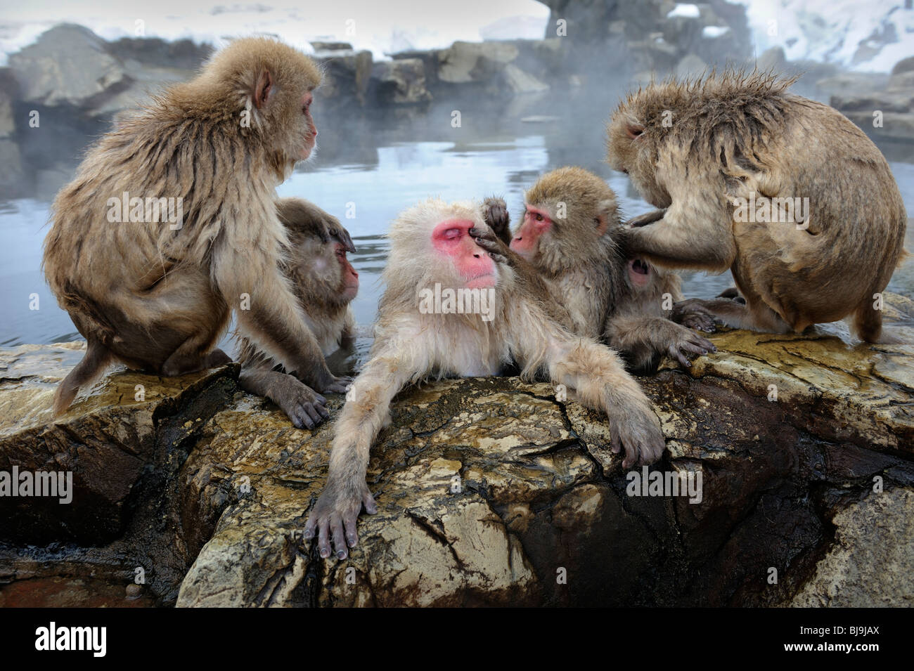 Family of snow monkeys Stock Photo - Alamy