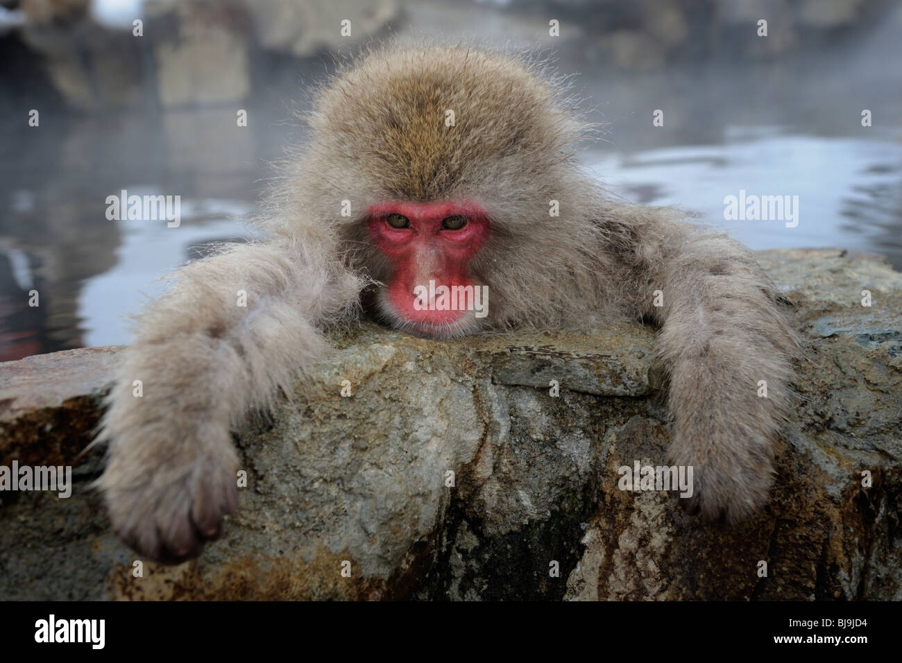 Sad faced monkey hi-res stock photography and images - Alamy